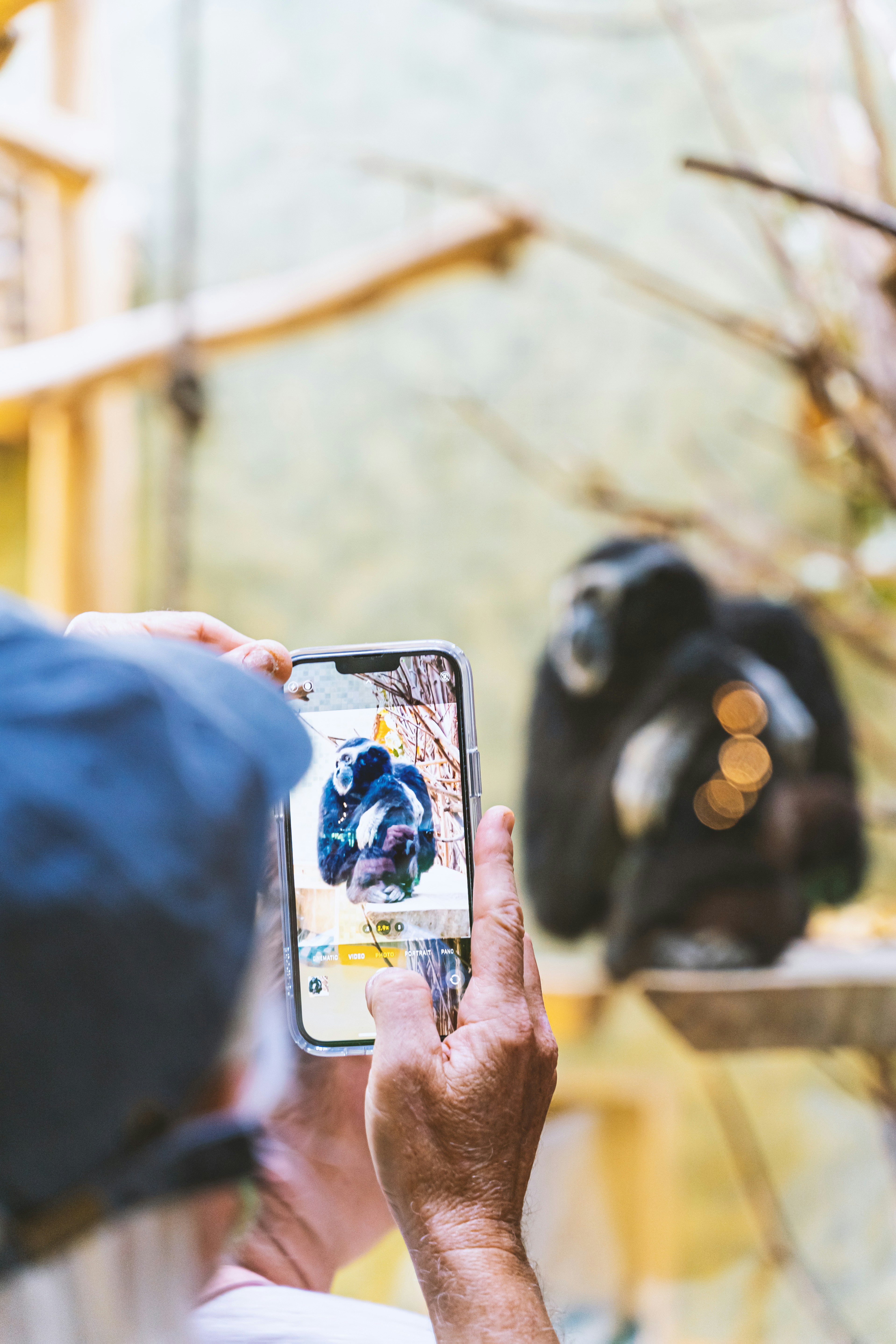 Blue Parrot Framed by Glass: A Visitor Captures the Moment on a Smartphone