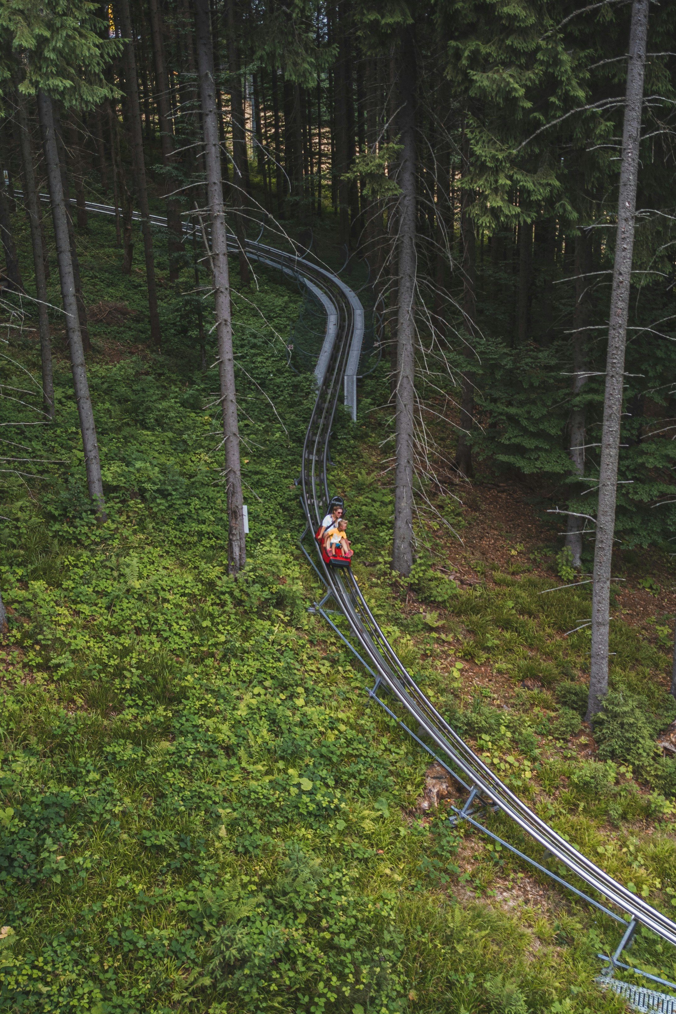 A winding forest roller coaster tracks through dense greenery, with two riders paused mid-curve among tall pines.
