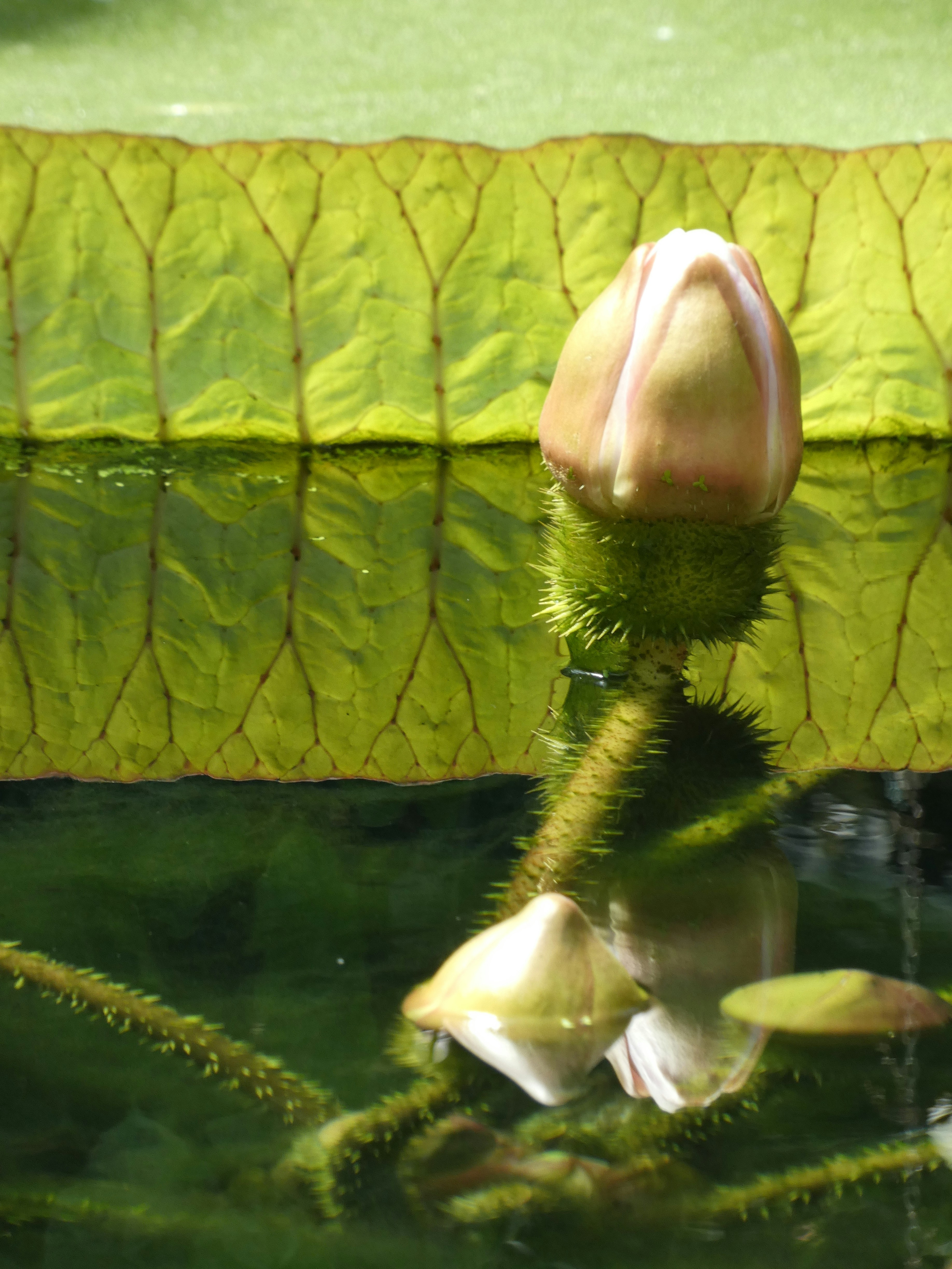 Pink-tipped Water Lily Bud Rising Over a Green Ribbed Leaf