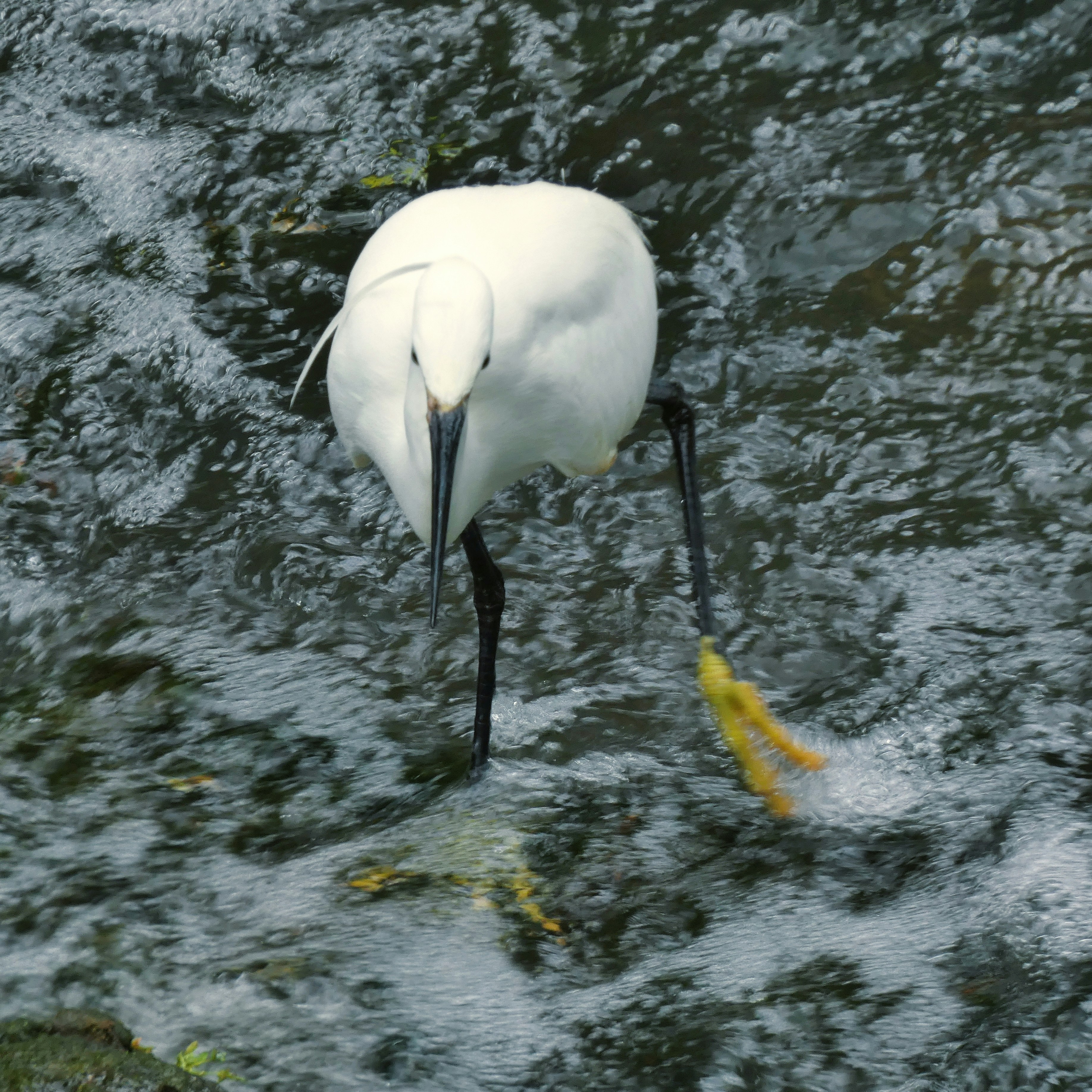 A white heron wading through rippling water, poised to catch its next meal. The serene environment highlights the bird's graceful movements.