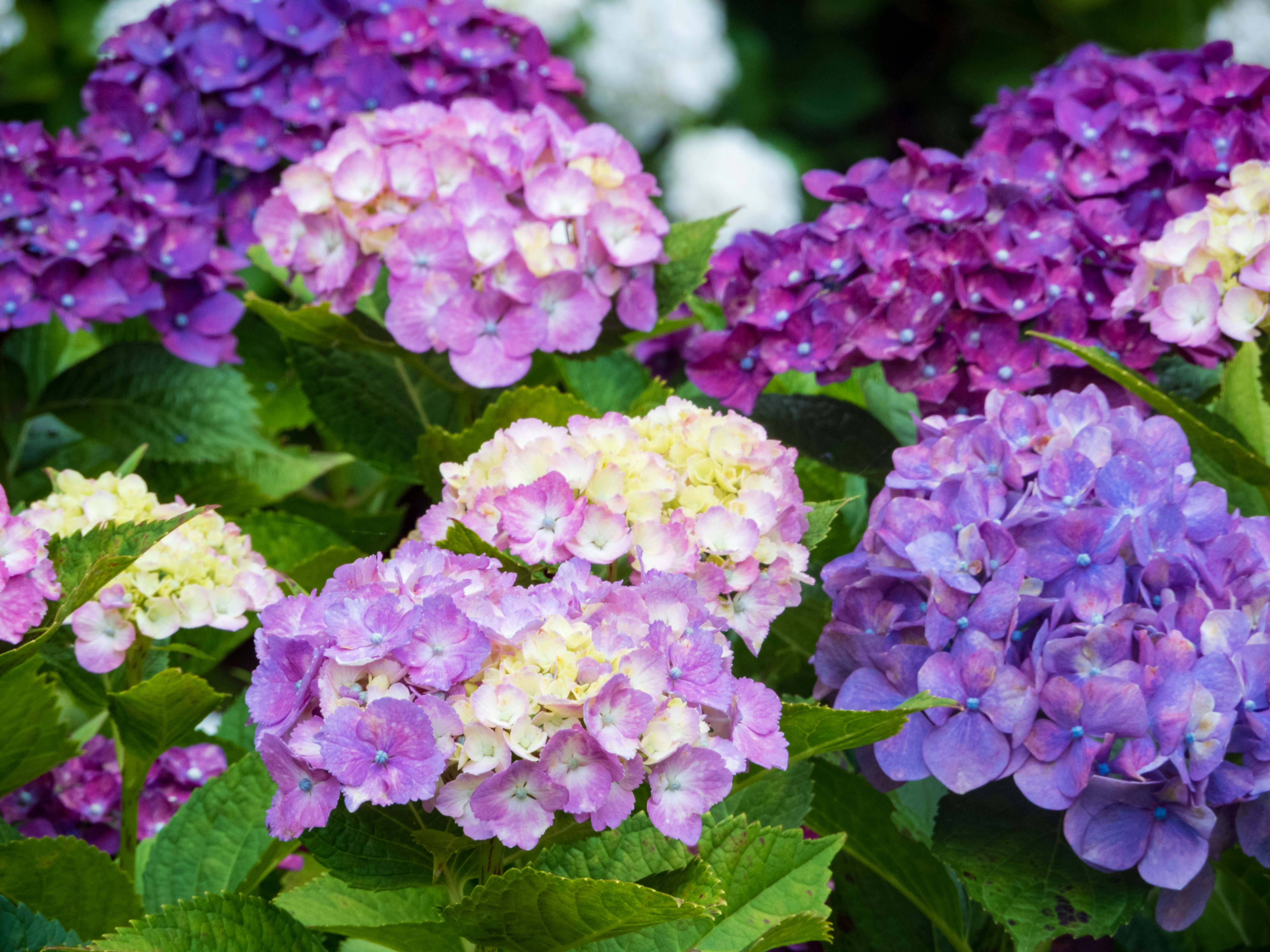 A group of flowers with Hulda Klager Lilac Gardens in the background ...