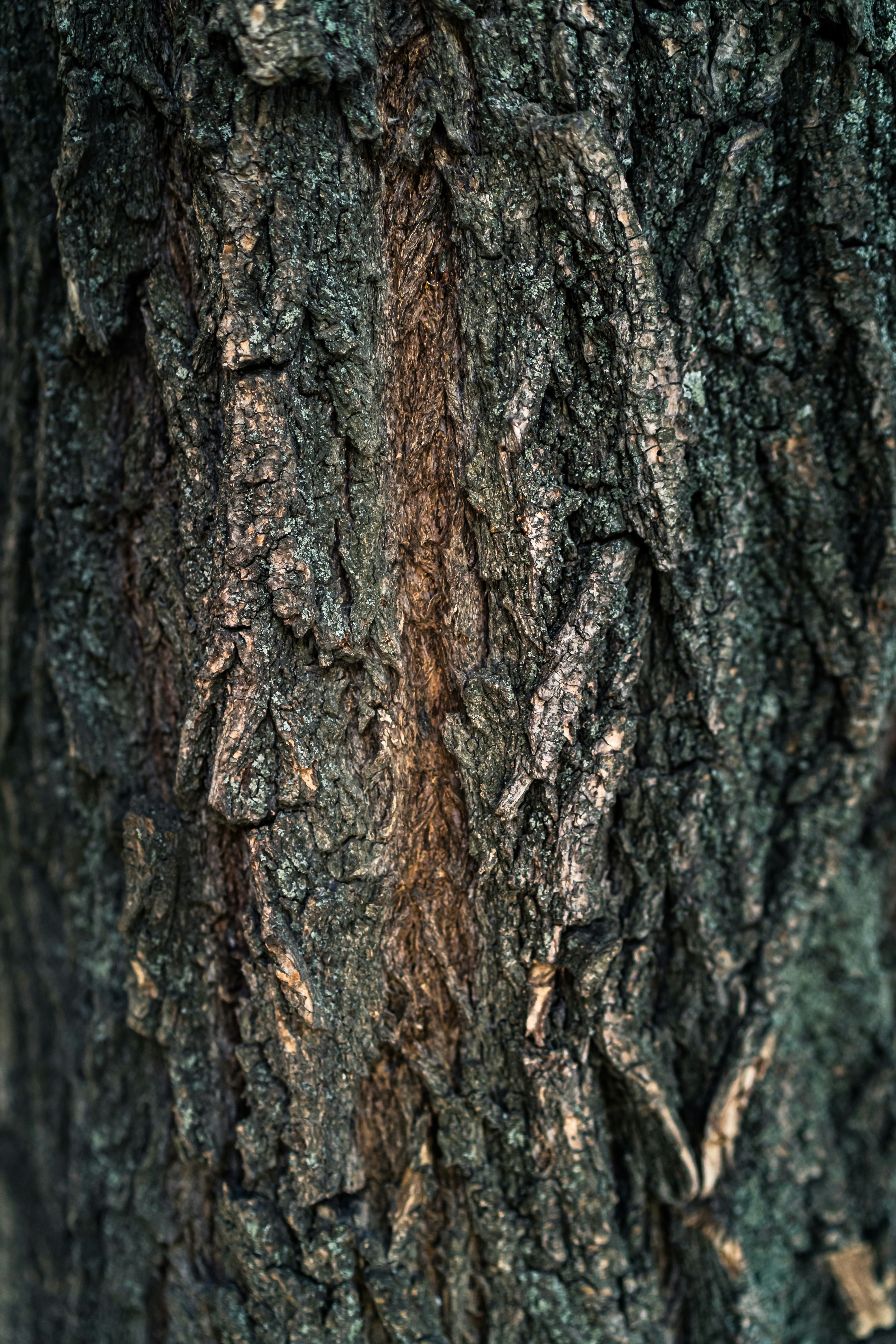 Foto Un primer plano del tronco de un árbol – Imagen Kyiv gratis en ...