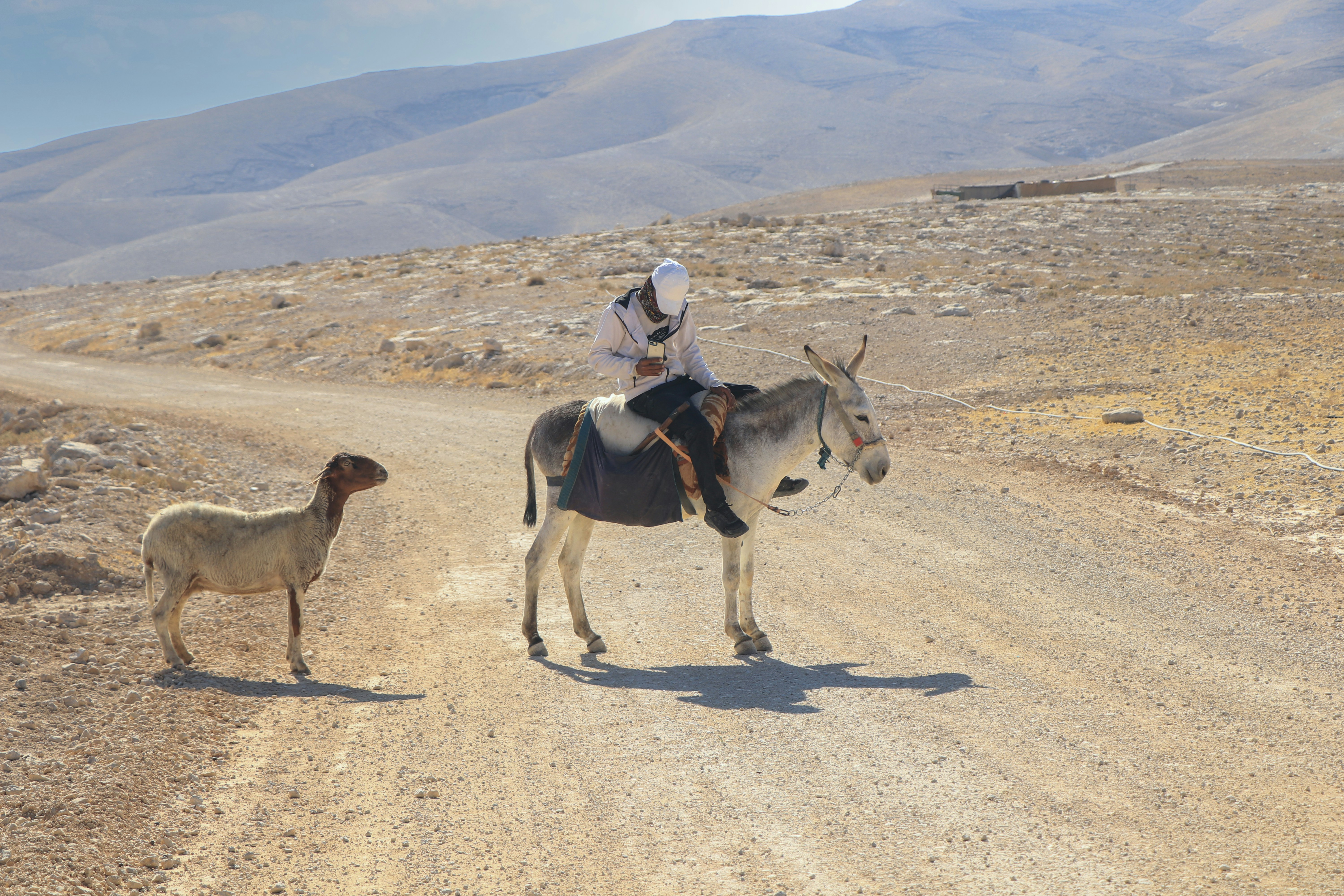 A person riding a donkey next to a llama photo – Free Judaean desert ...