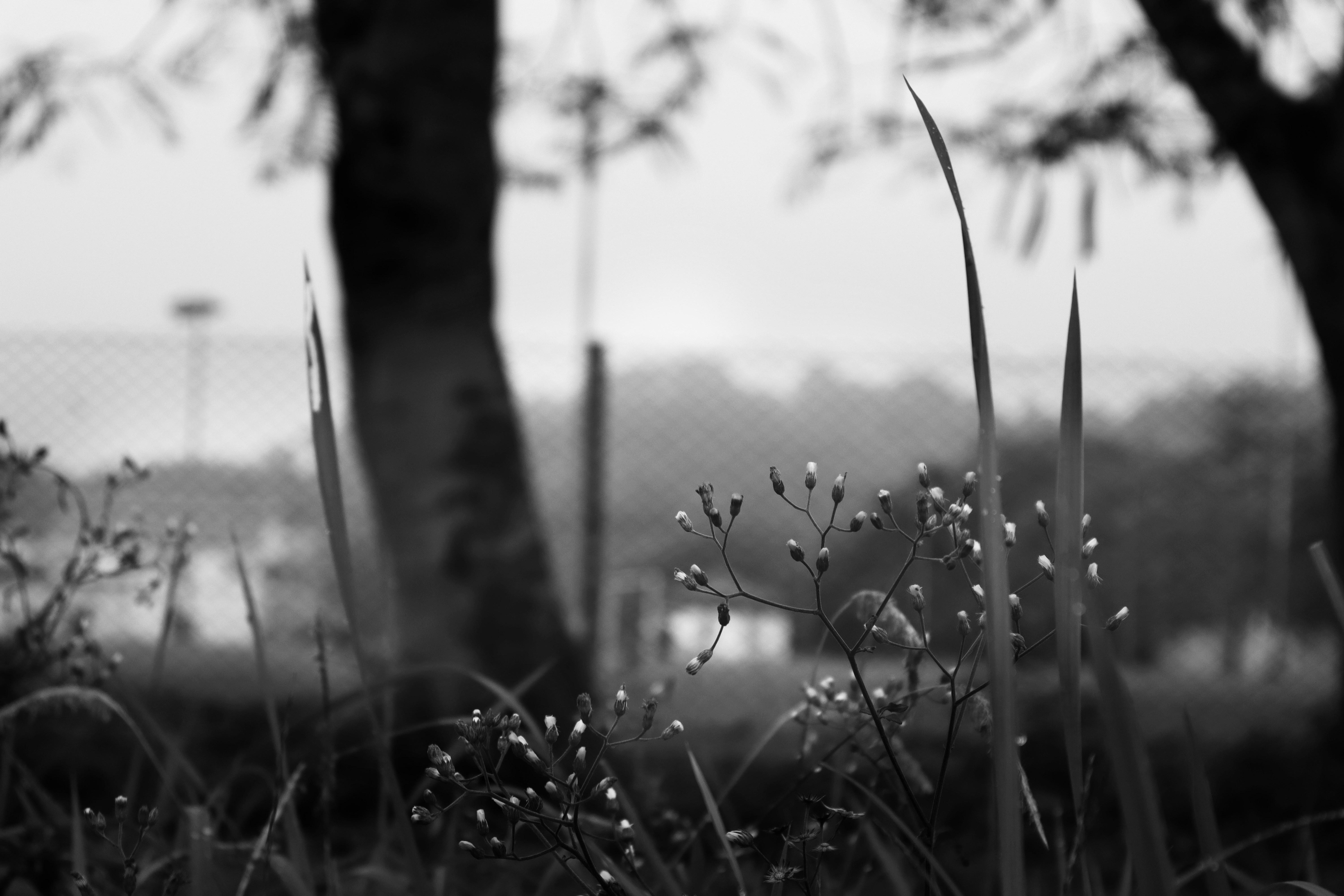 A group of trees with plants in front of them photo – Free Iit guwahati ...