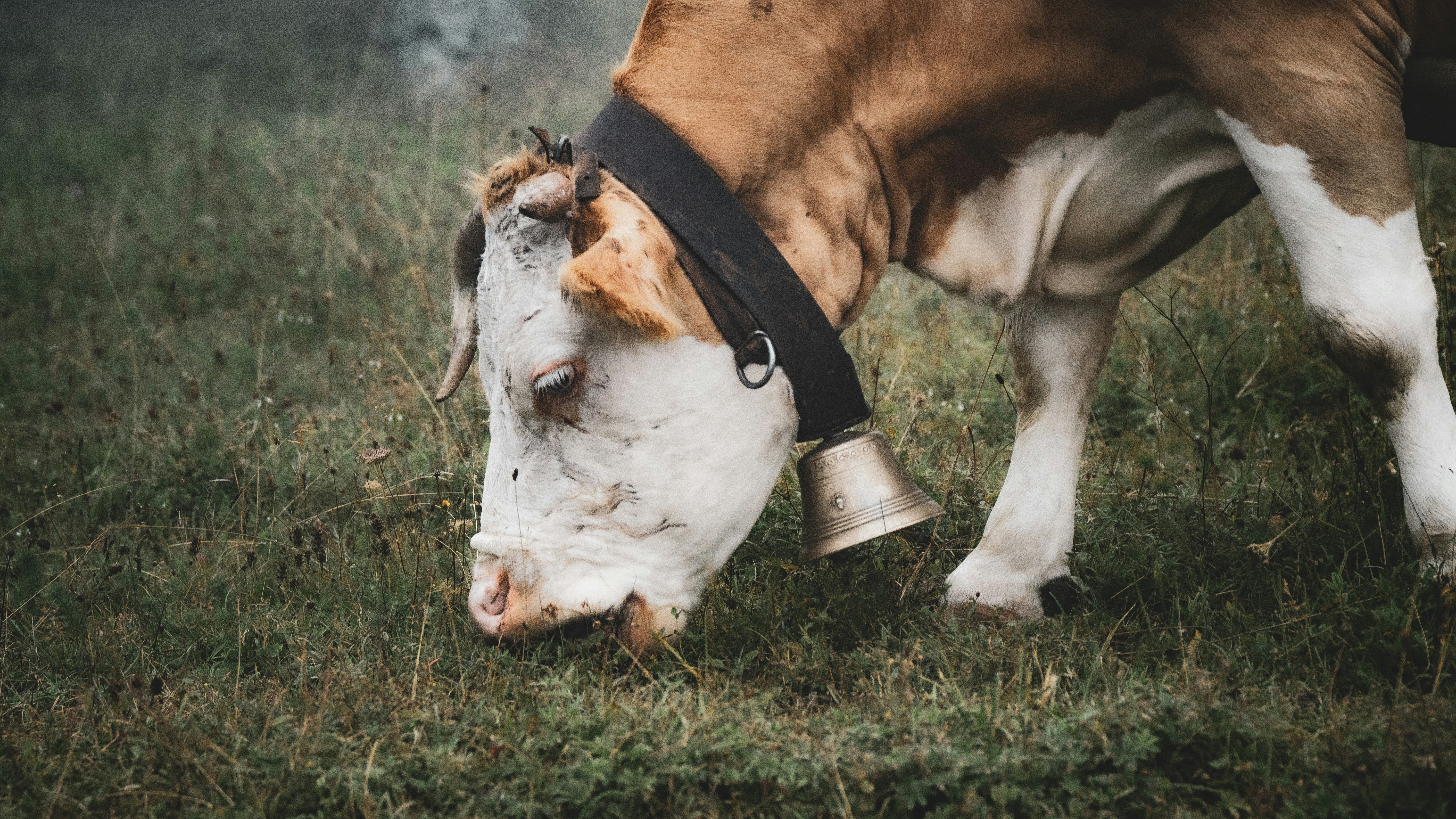 a dog wearing a harness