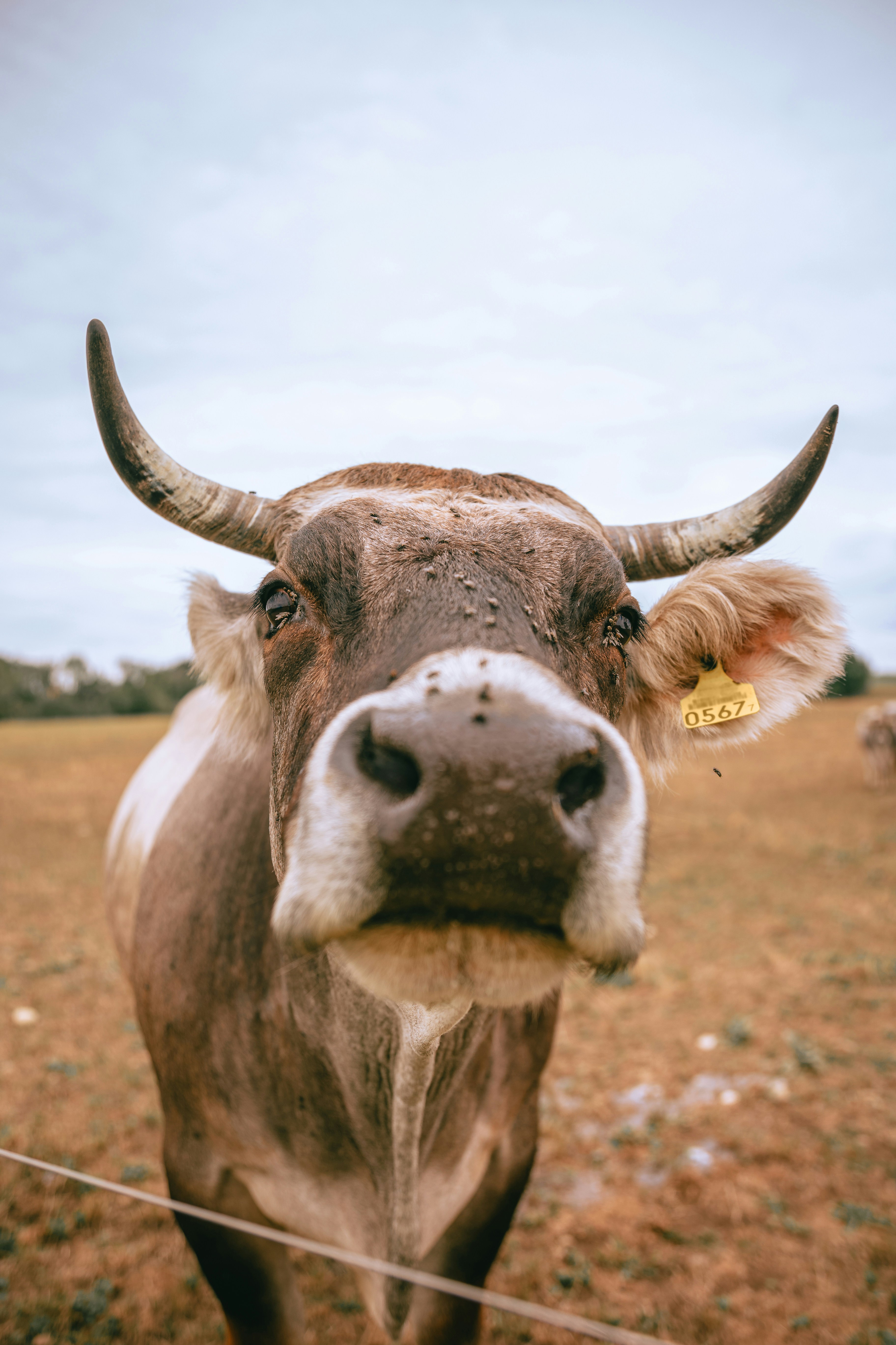 Une vache avec des cornes photo – Photo Animal Gratuite sur Unsplash