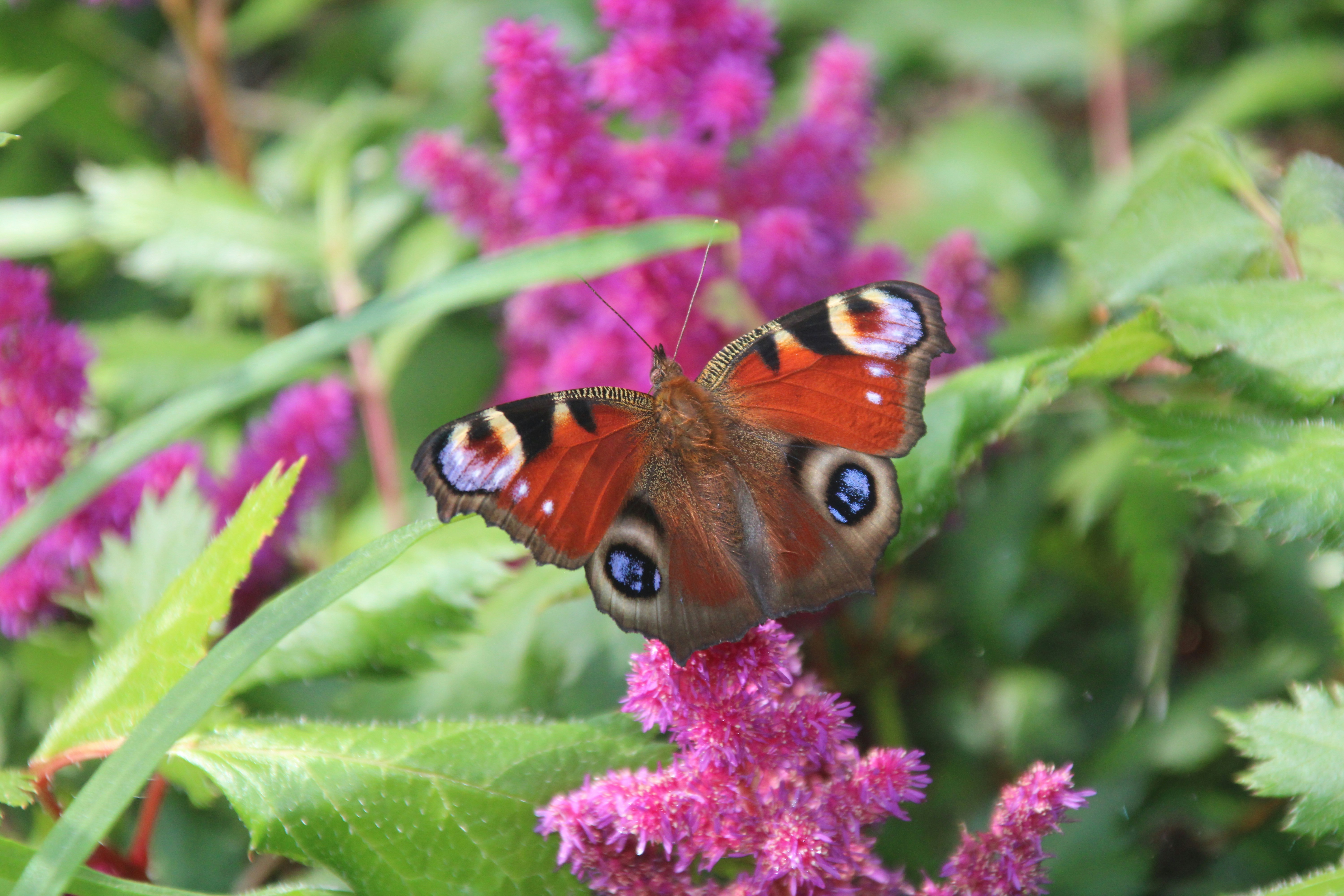 Peacock butterfly perched on vibrant pink flowers, showcasing its intricate wing patterns and vivid colors.