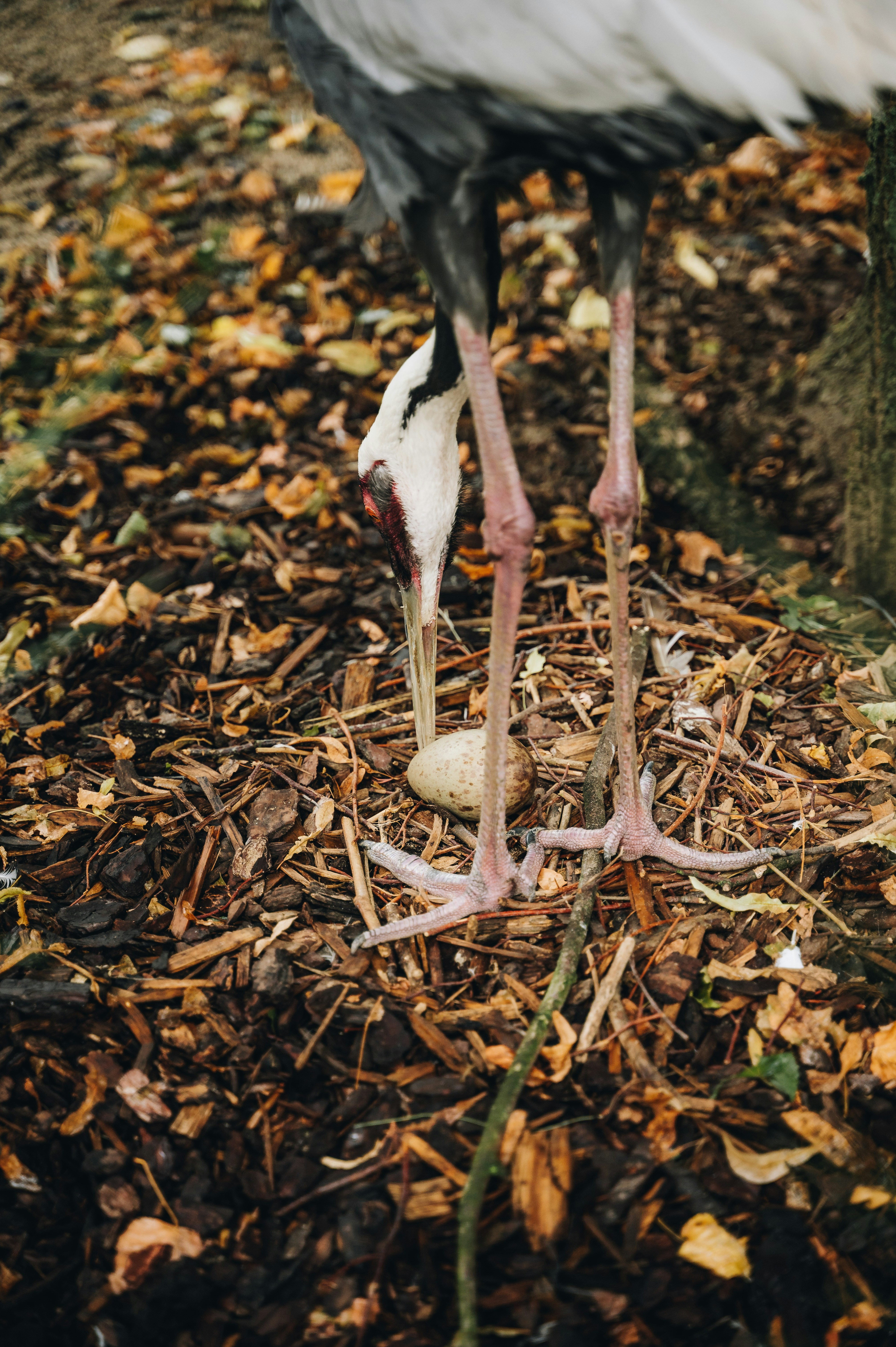 Beak-First Moment: Stork Nurtures an Egg Among Autumn Leaves