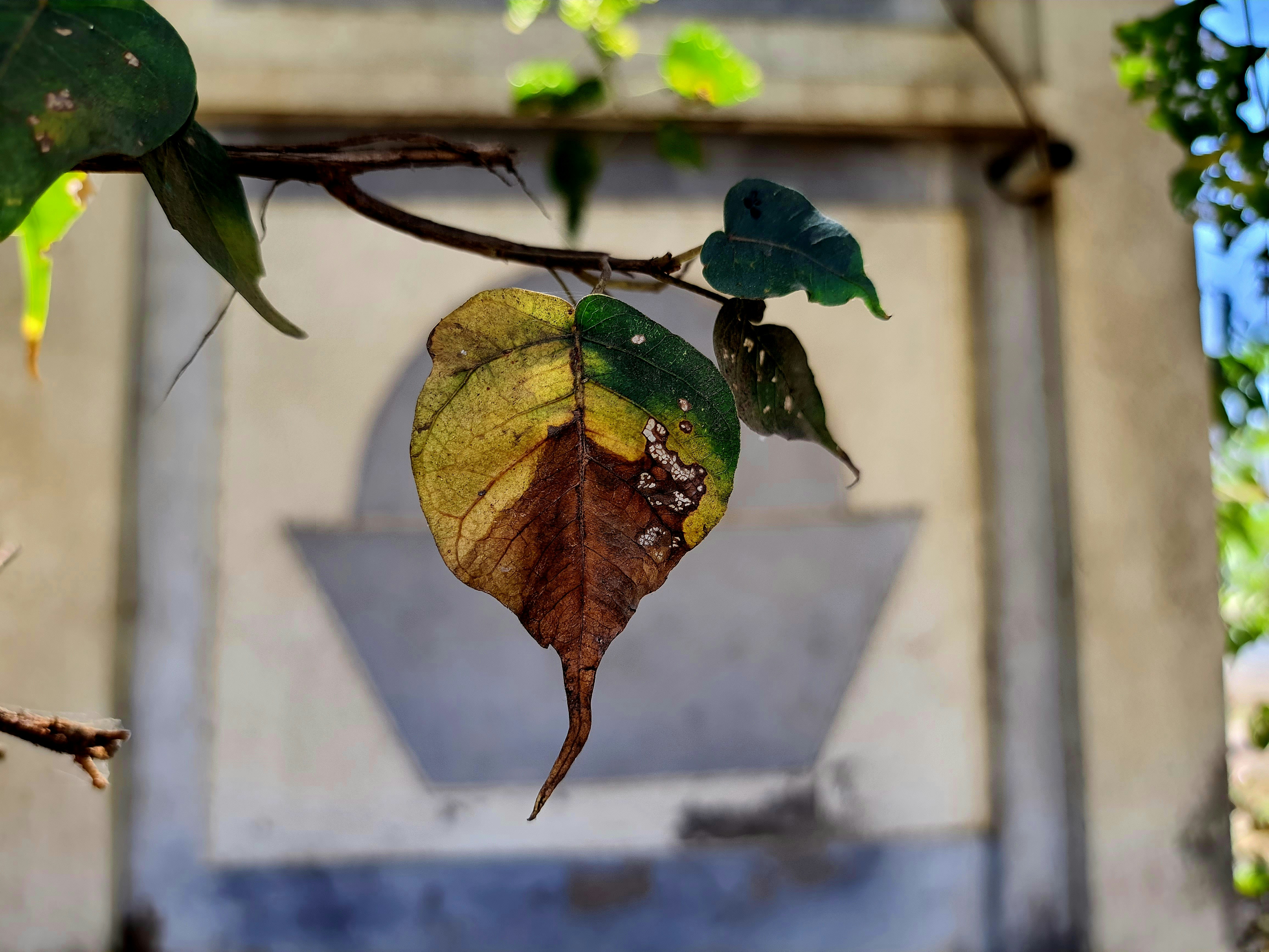 Withered Leaf Framed by a Weathered Geometric Wall