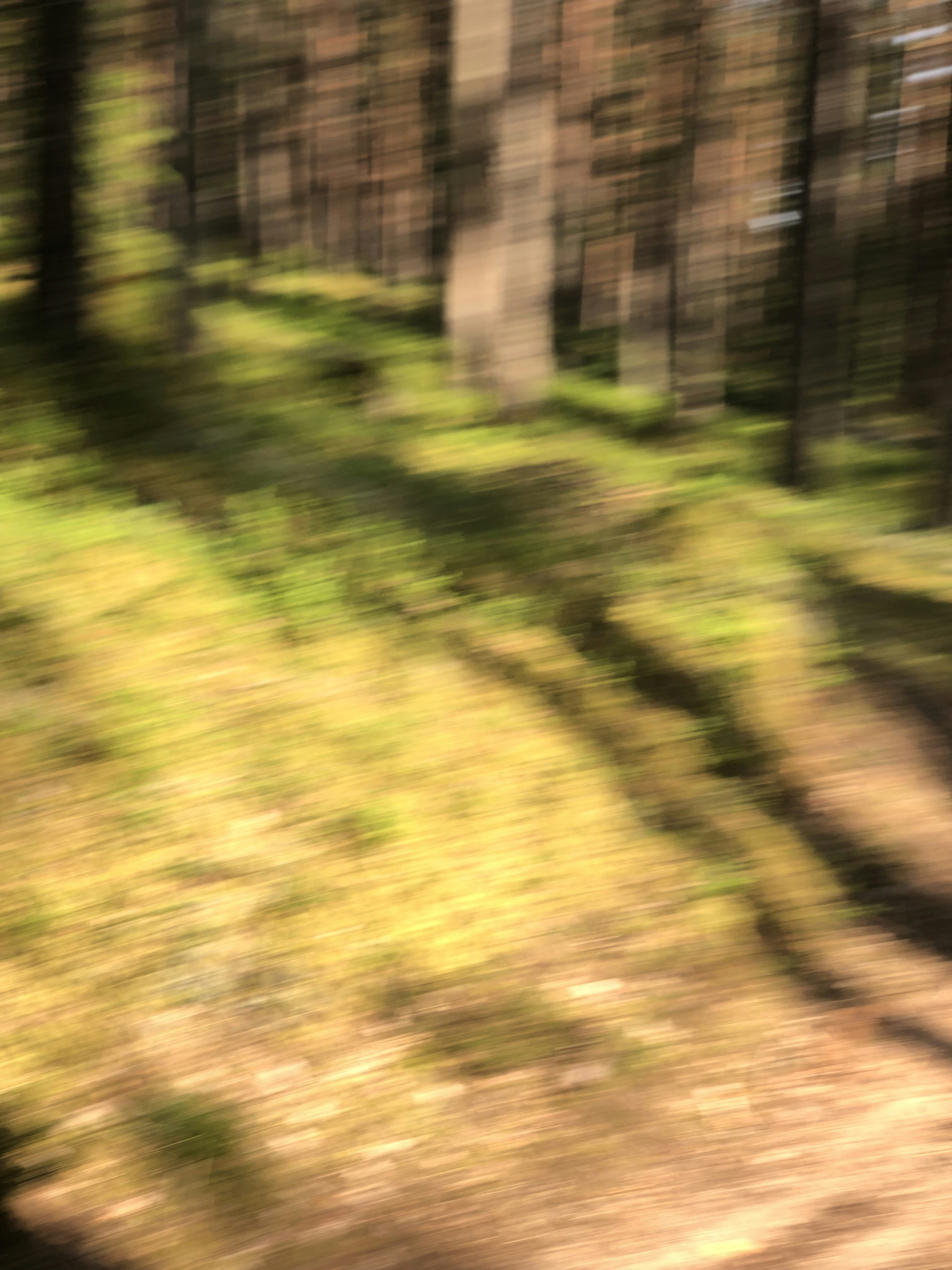 Motion Through the Pines: Sunlit Forest in Transit