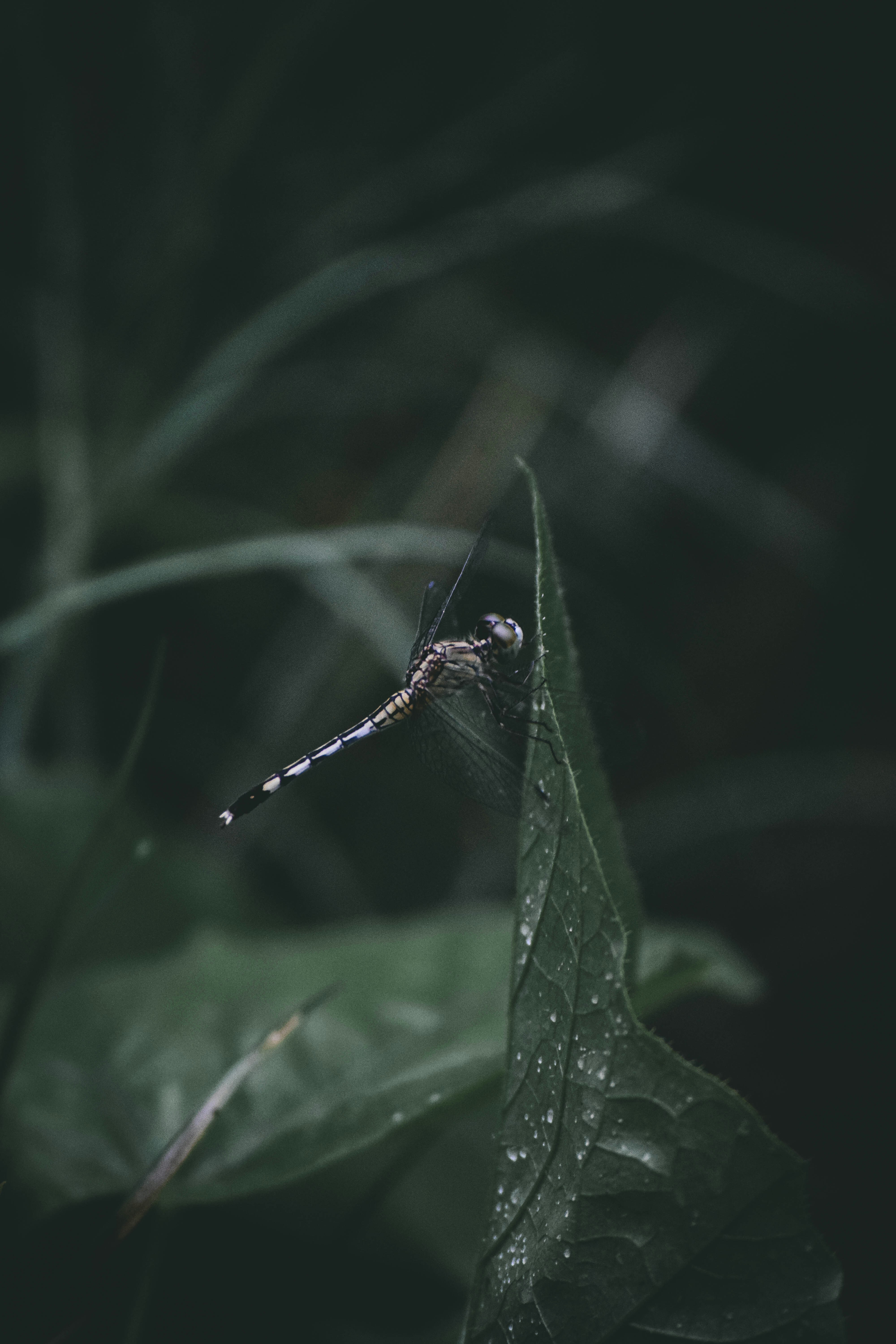 Dew-Kissed Dragonfly on a Veined Leaf at Dusk