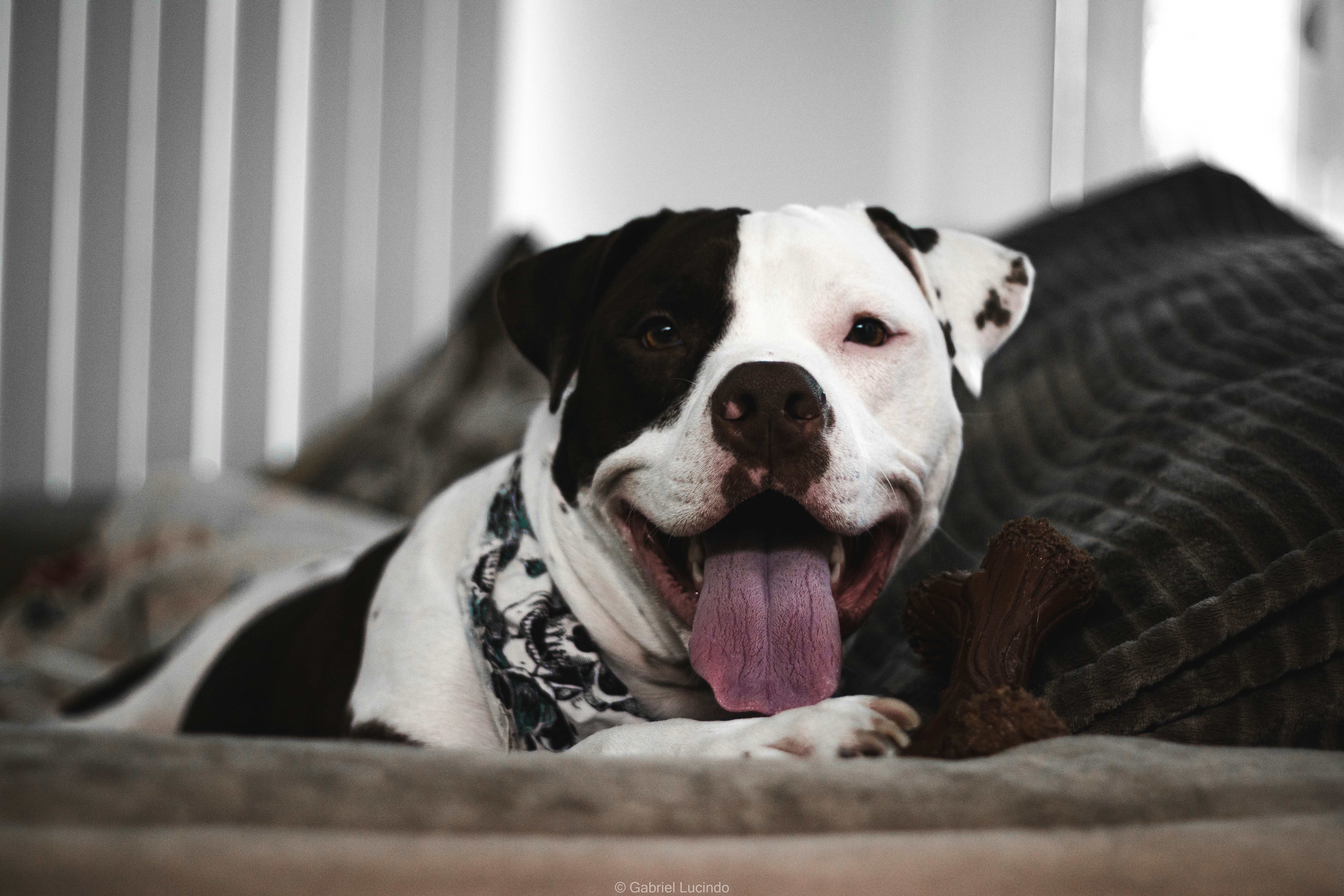 Joyful Boxer Smiling Under Soft Indoor Light