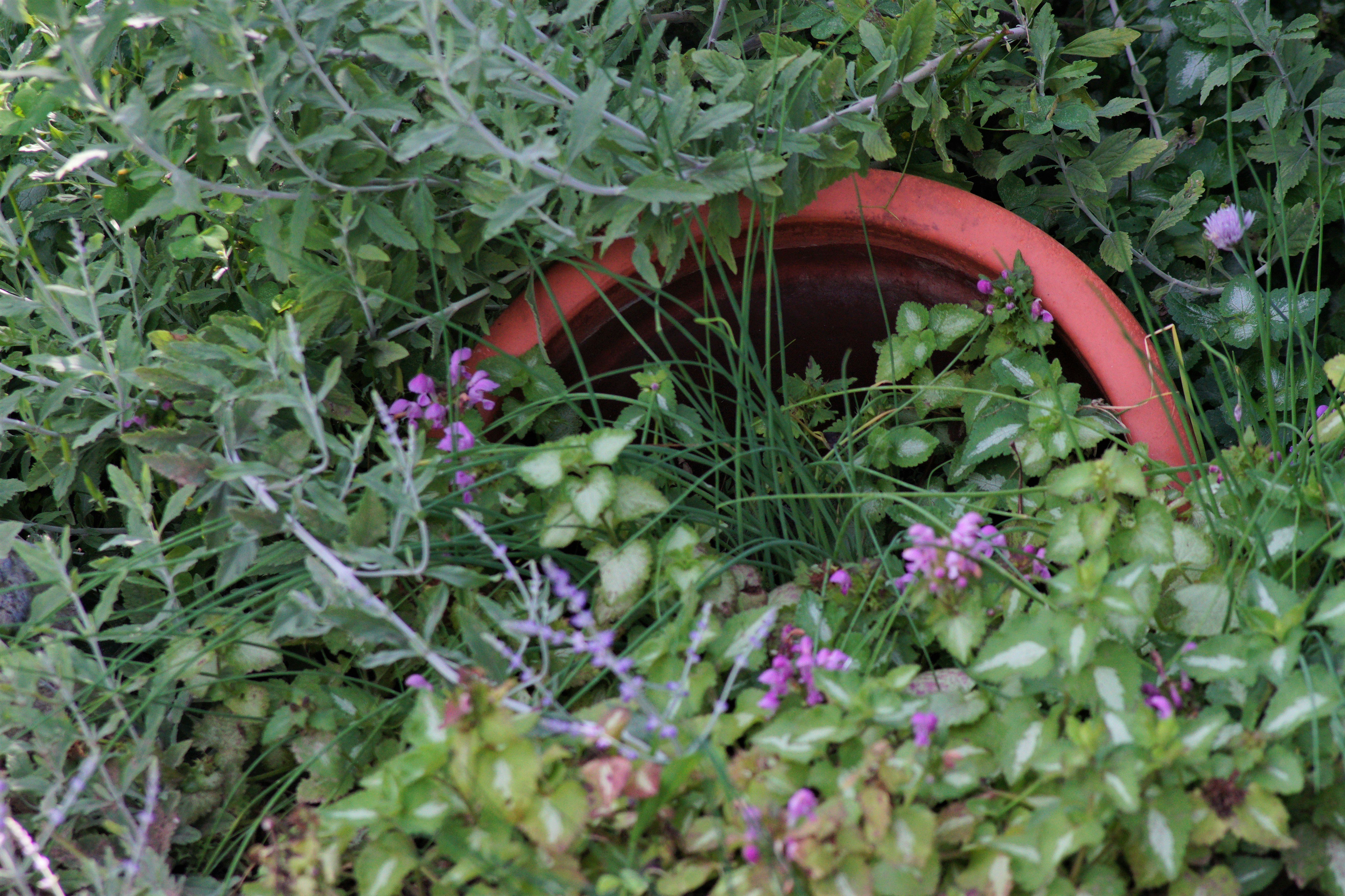 Un pot rouge au milieu d’un jardin photo – Photo Plante Gratuite sur ...
