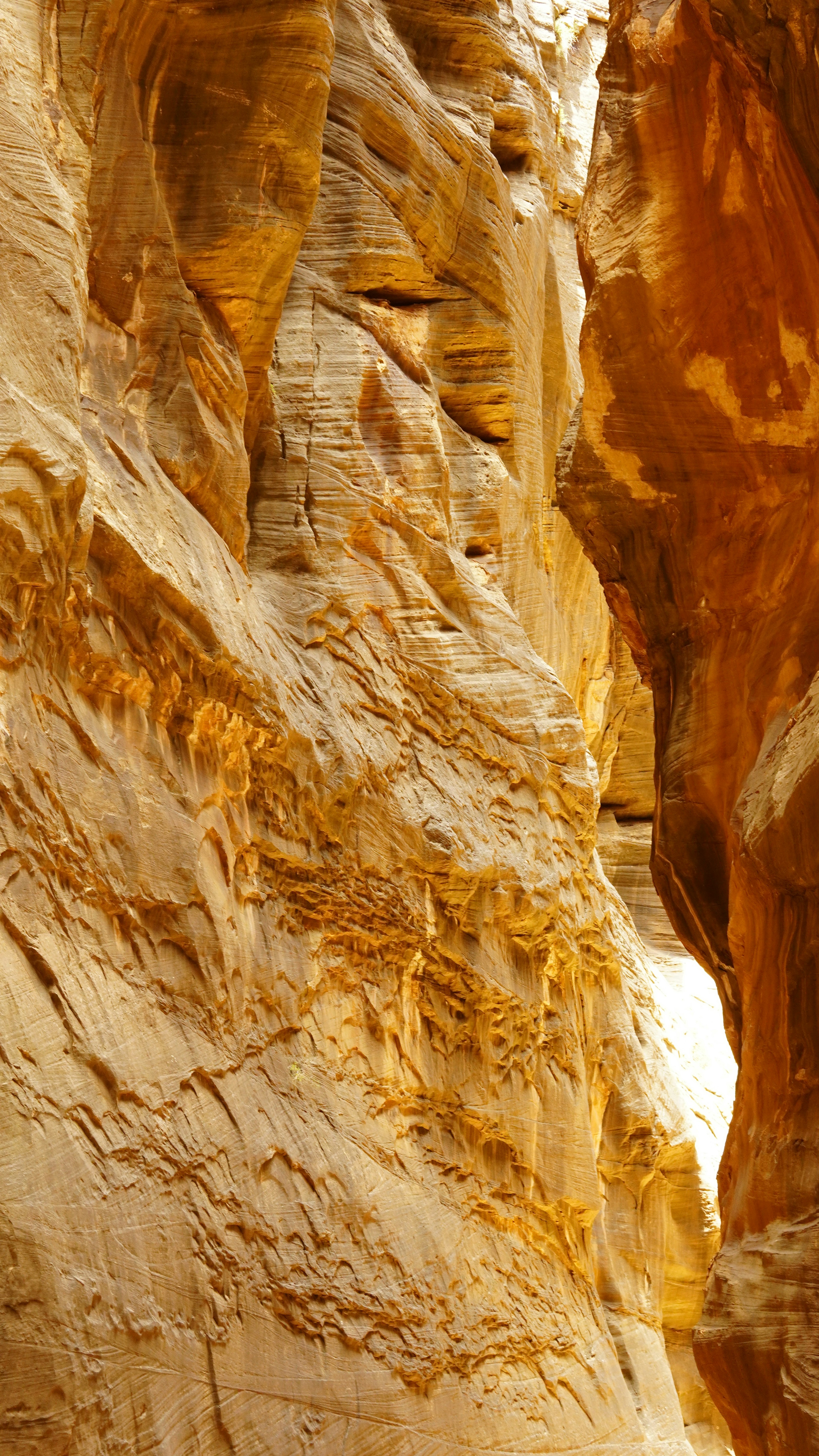 Intricate textures and warm hues of sandstone canyon walls illuminated by sunlight.