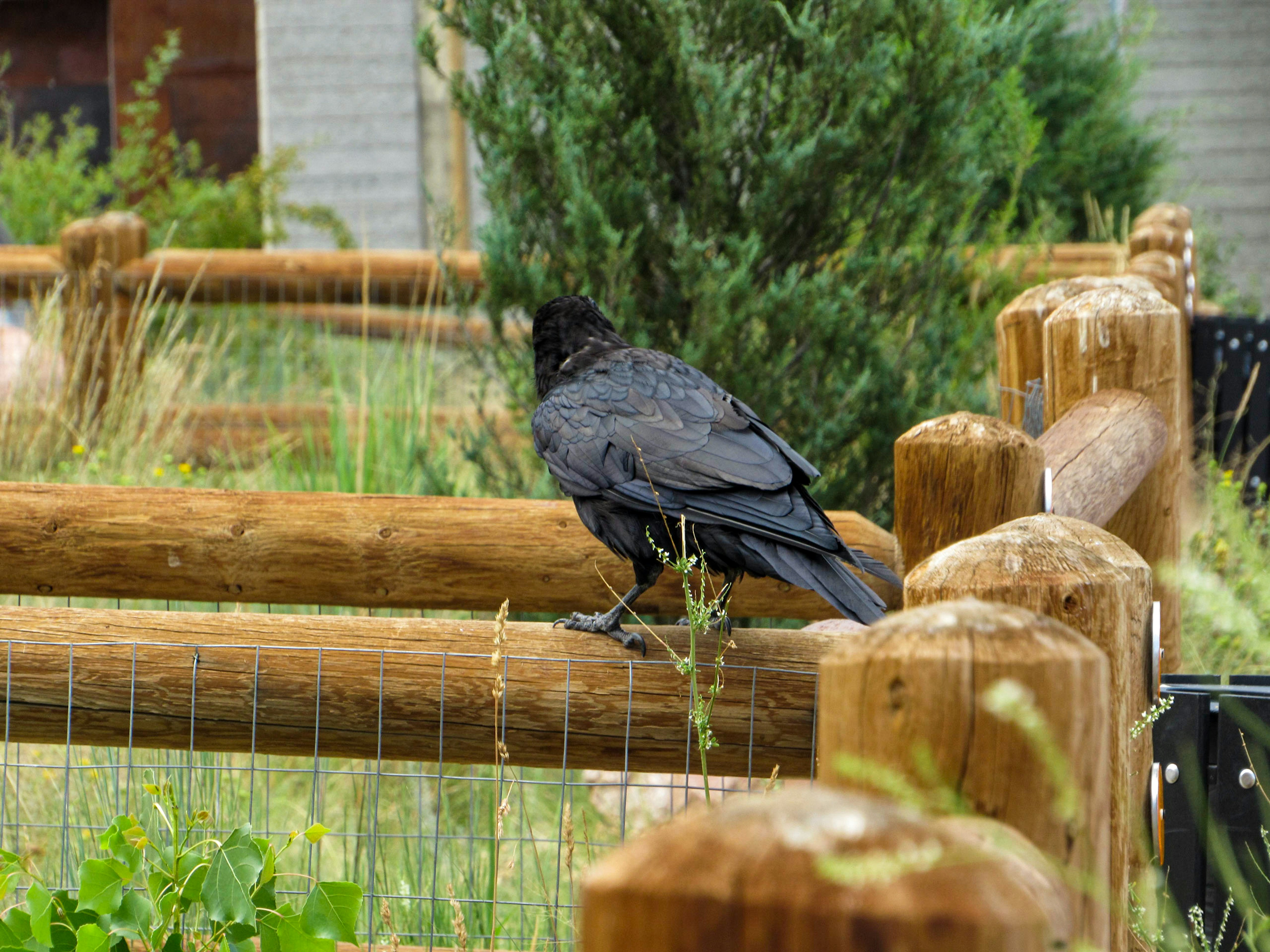 Raven on a Weathered Fence: A Quiet Garden Vigil