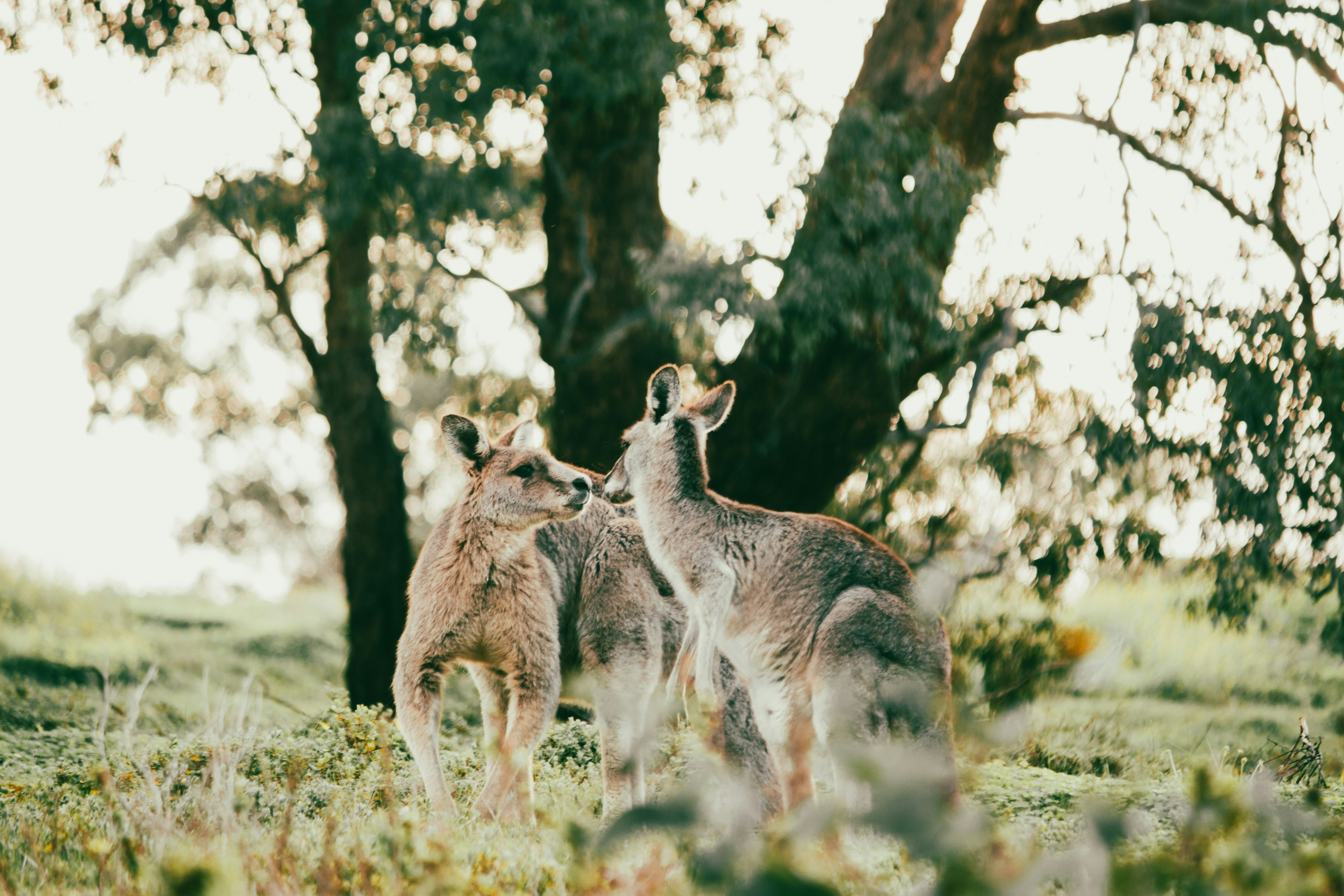 Two kangaroos in hanging out in a mob. On the left is the larger male and the one on the right is a female. Kangaroos show sexual dimorphism.