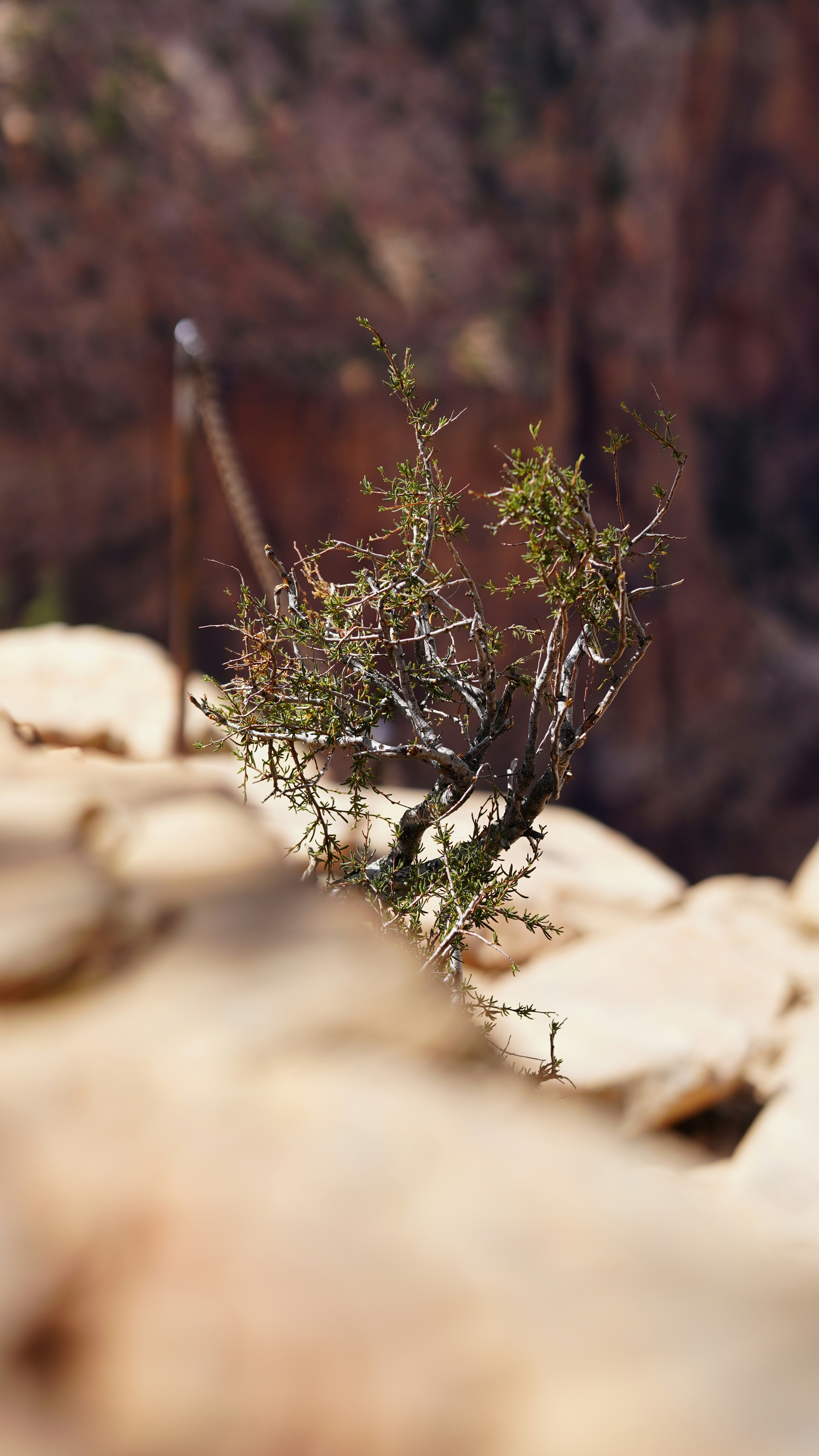 Desert scrub in focus: a lone twisted shrub clings to the rocky ledge