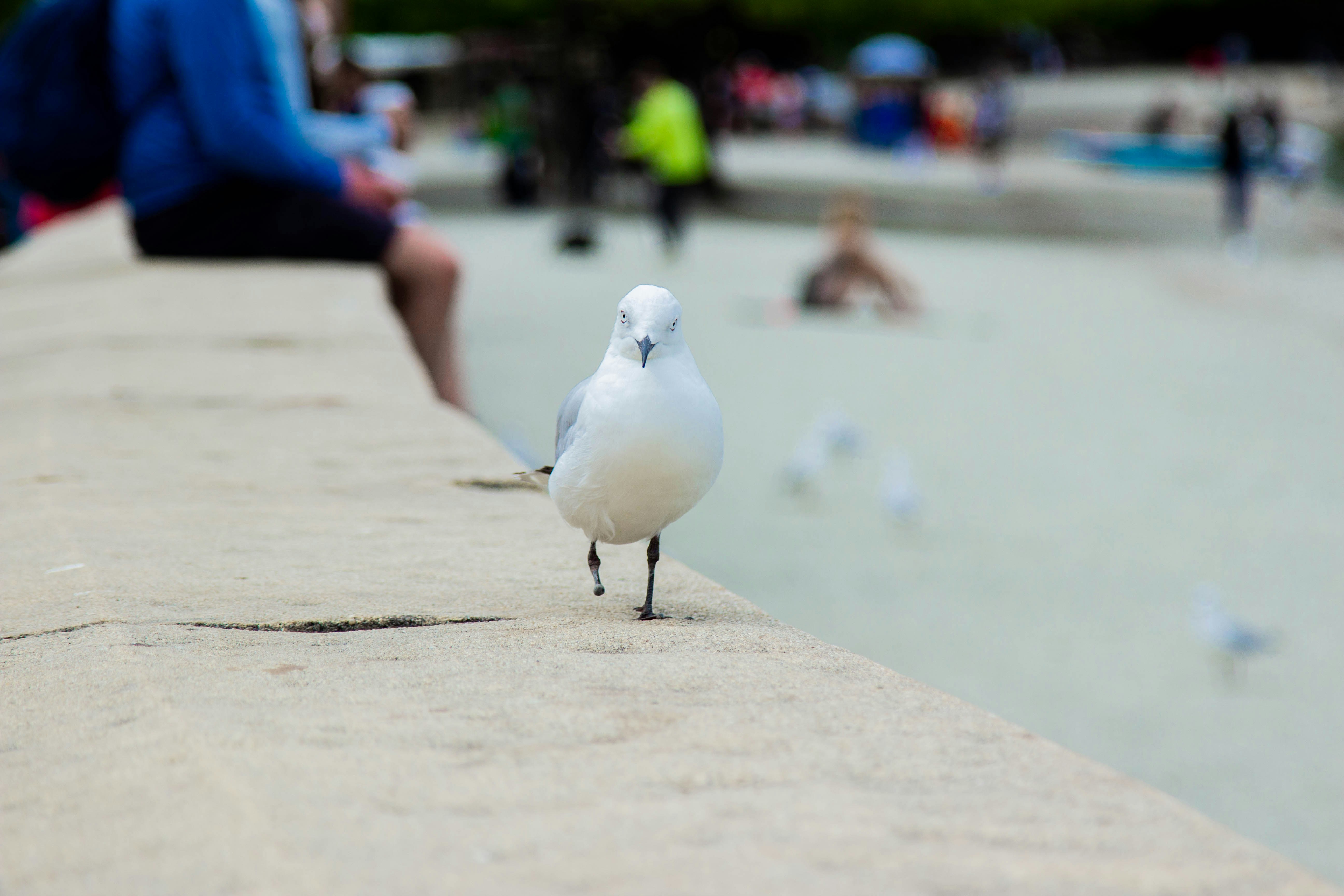Seagull at the Margin: A Quiet Moment by the City Pool