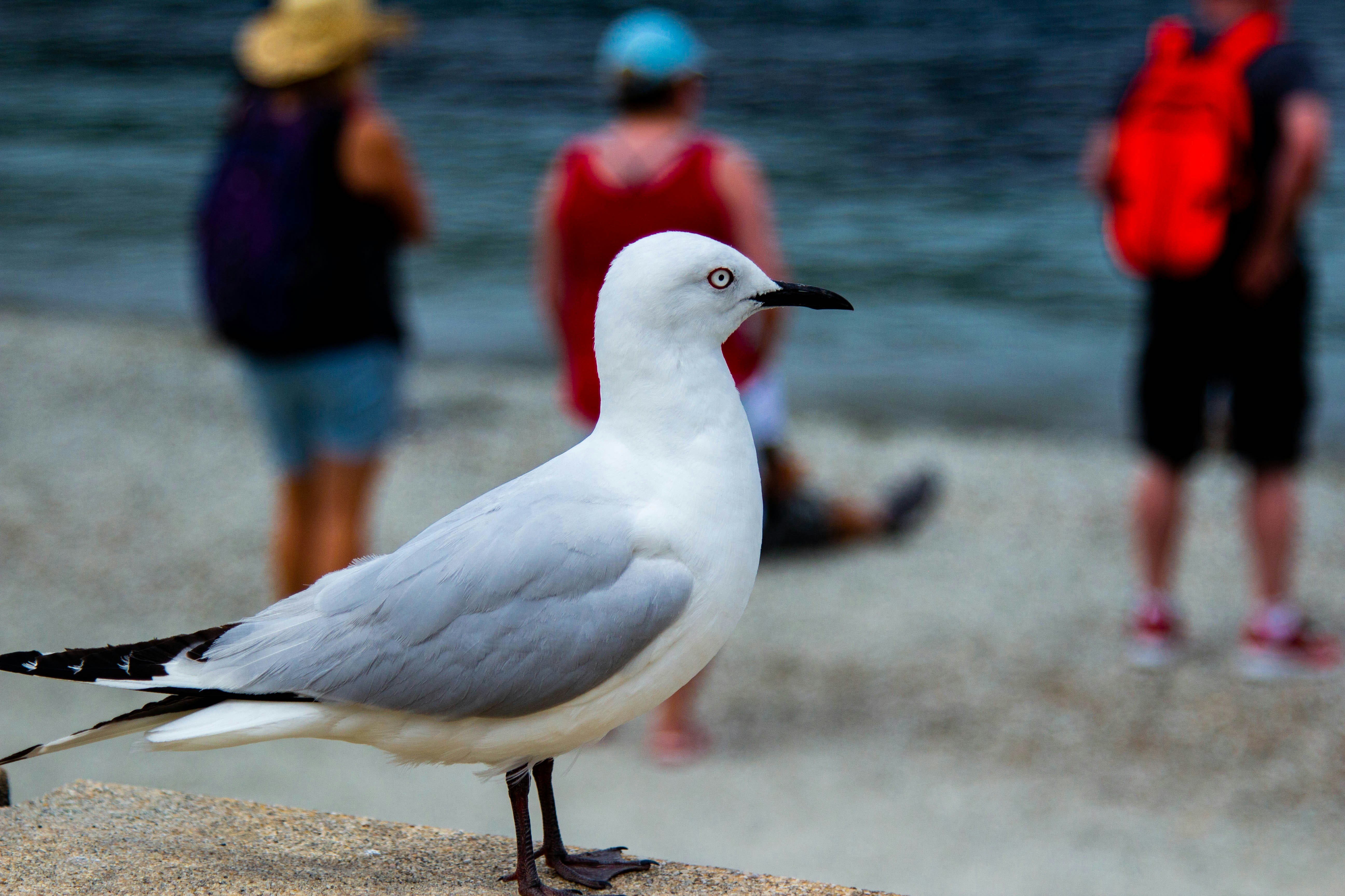 a bird standing on a beach