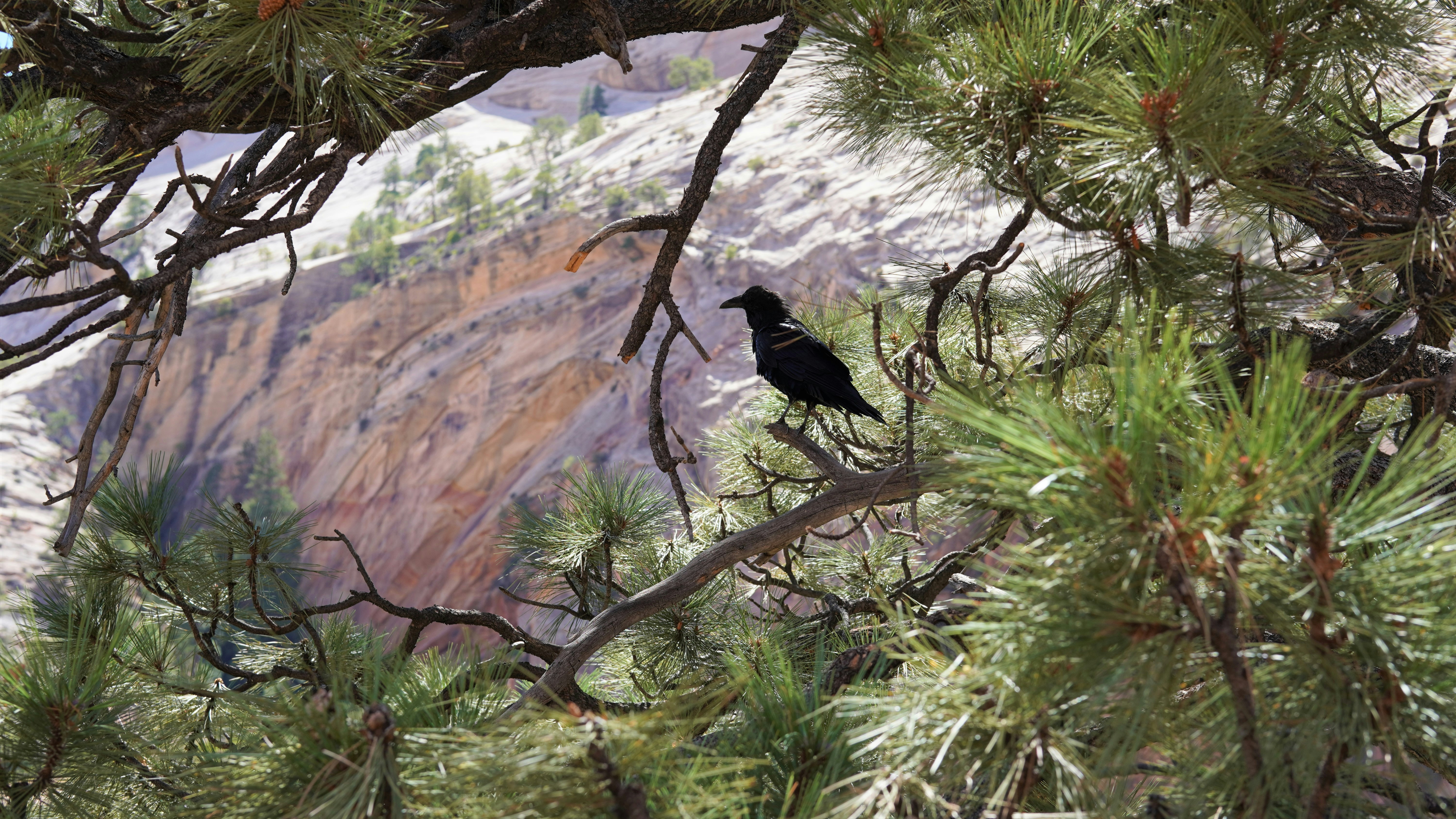 Raven was spotted at Scout Lookout, before Angels Landing, Zion National Park, Utah.
