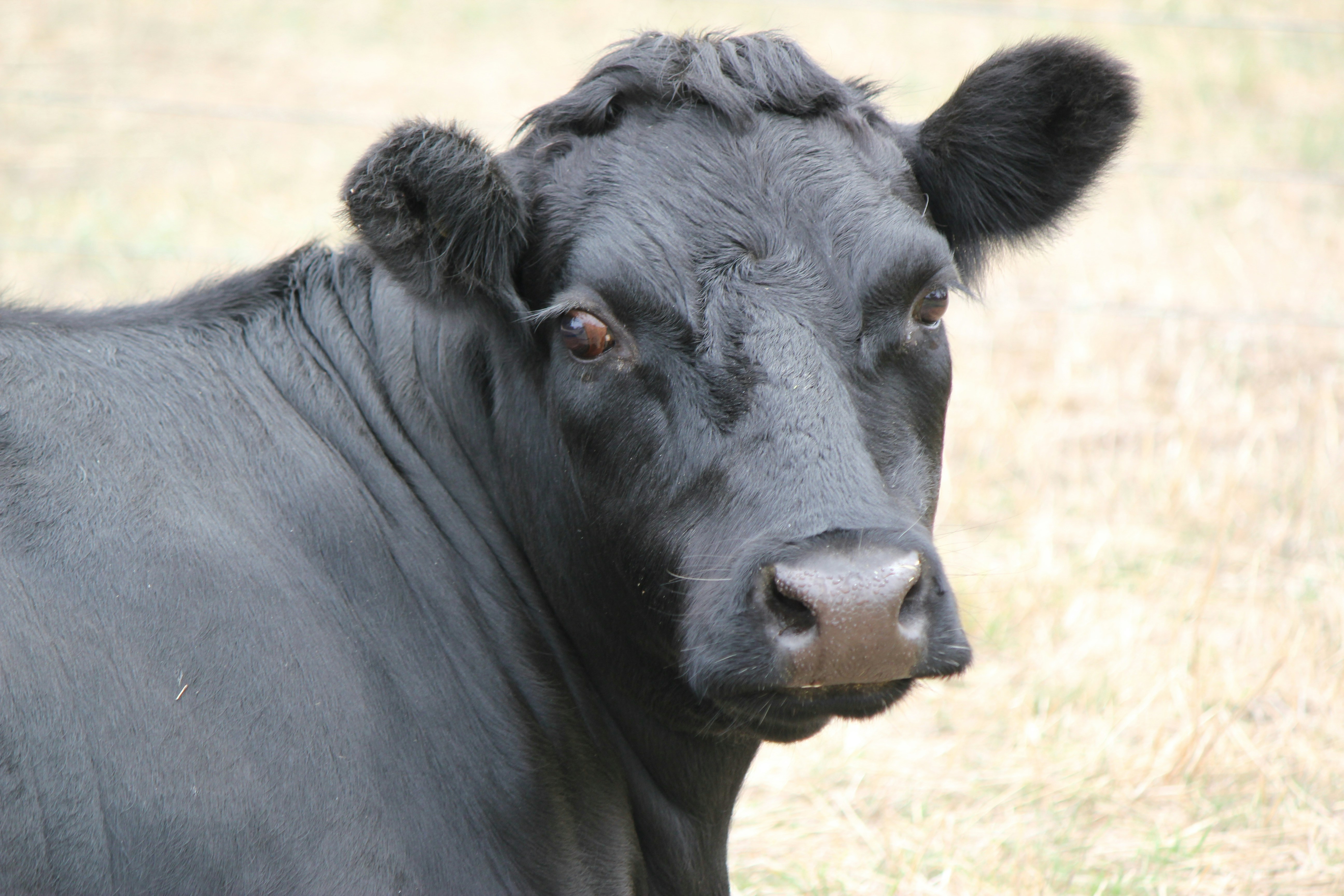 Foto Una vaca parada en un campo – Imagen Animal gratis en Unsplash