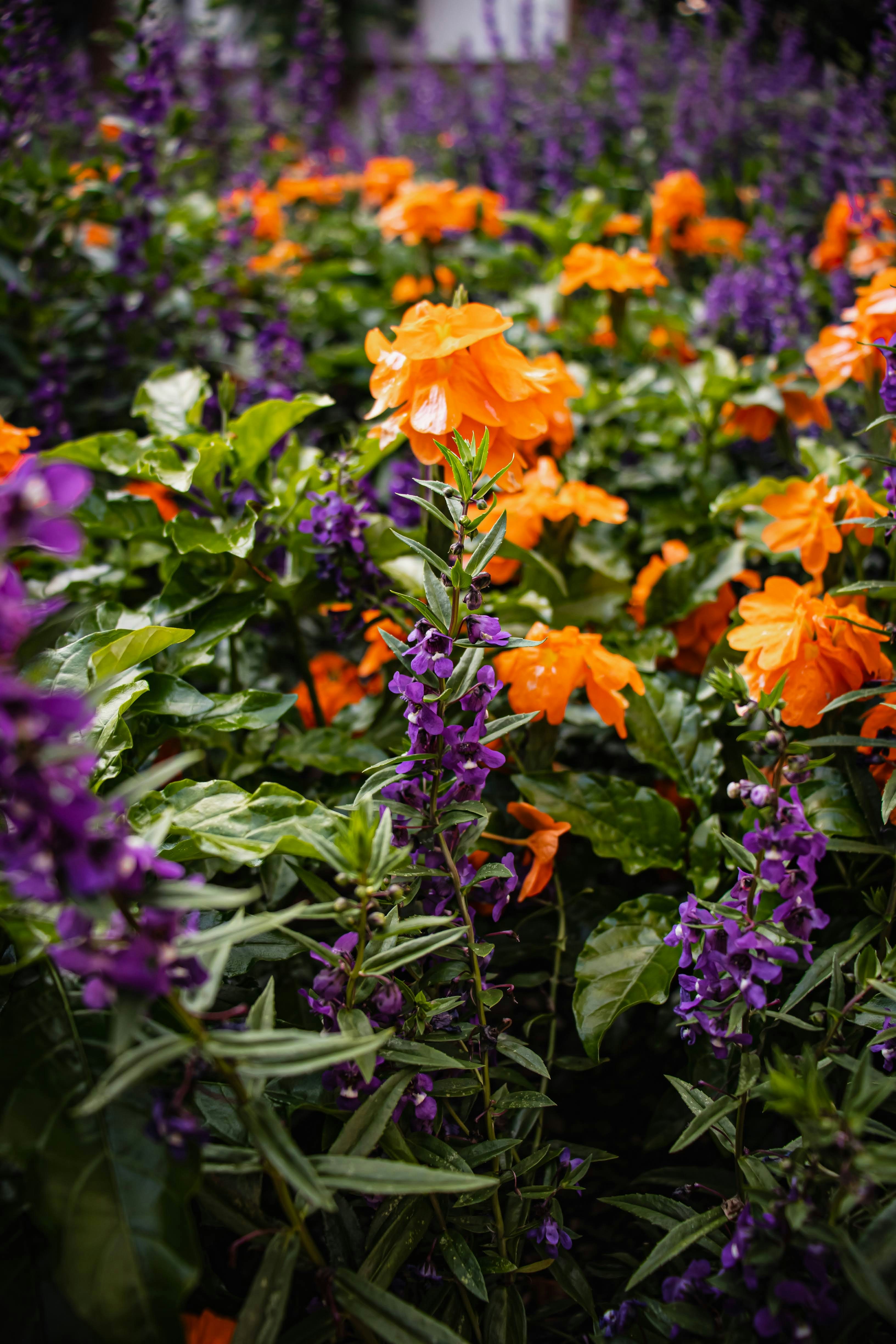 Un groupe de fleurs colorées photo – Image gratuite de Fleur sur Unsplash