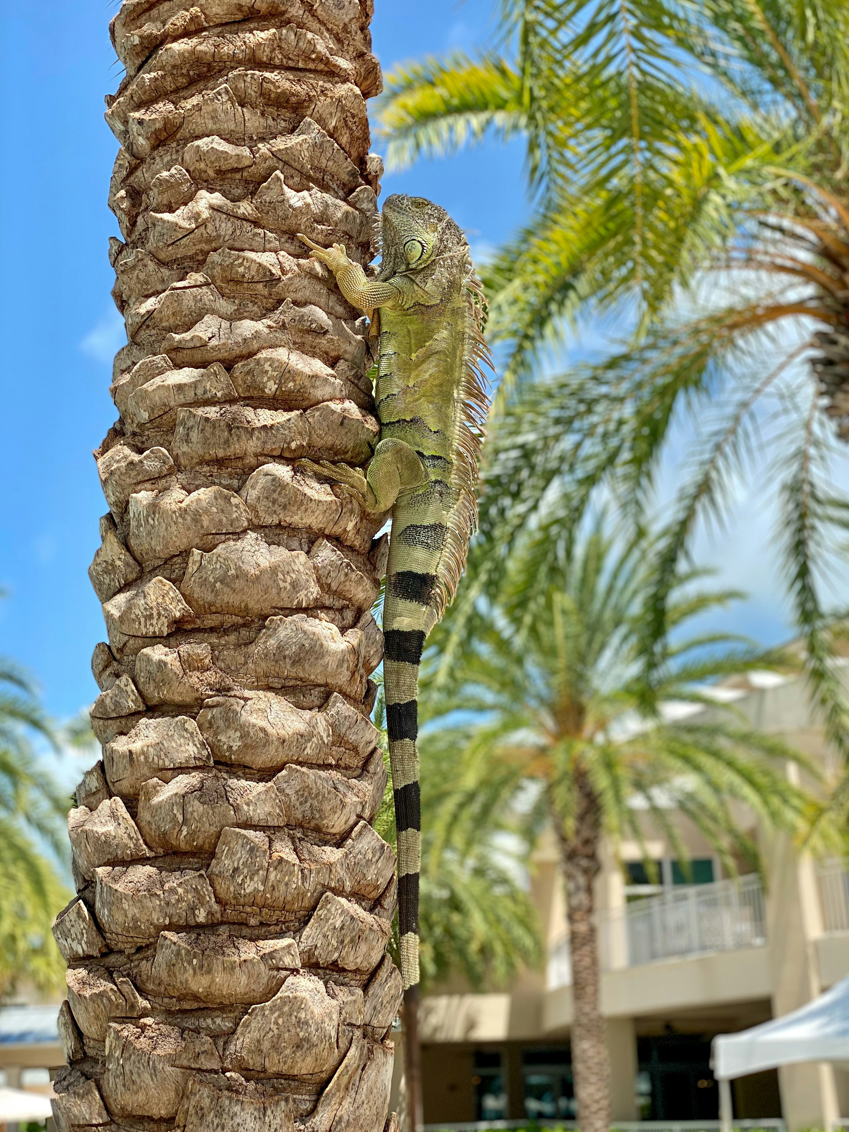 Iguana on a tree
