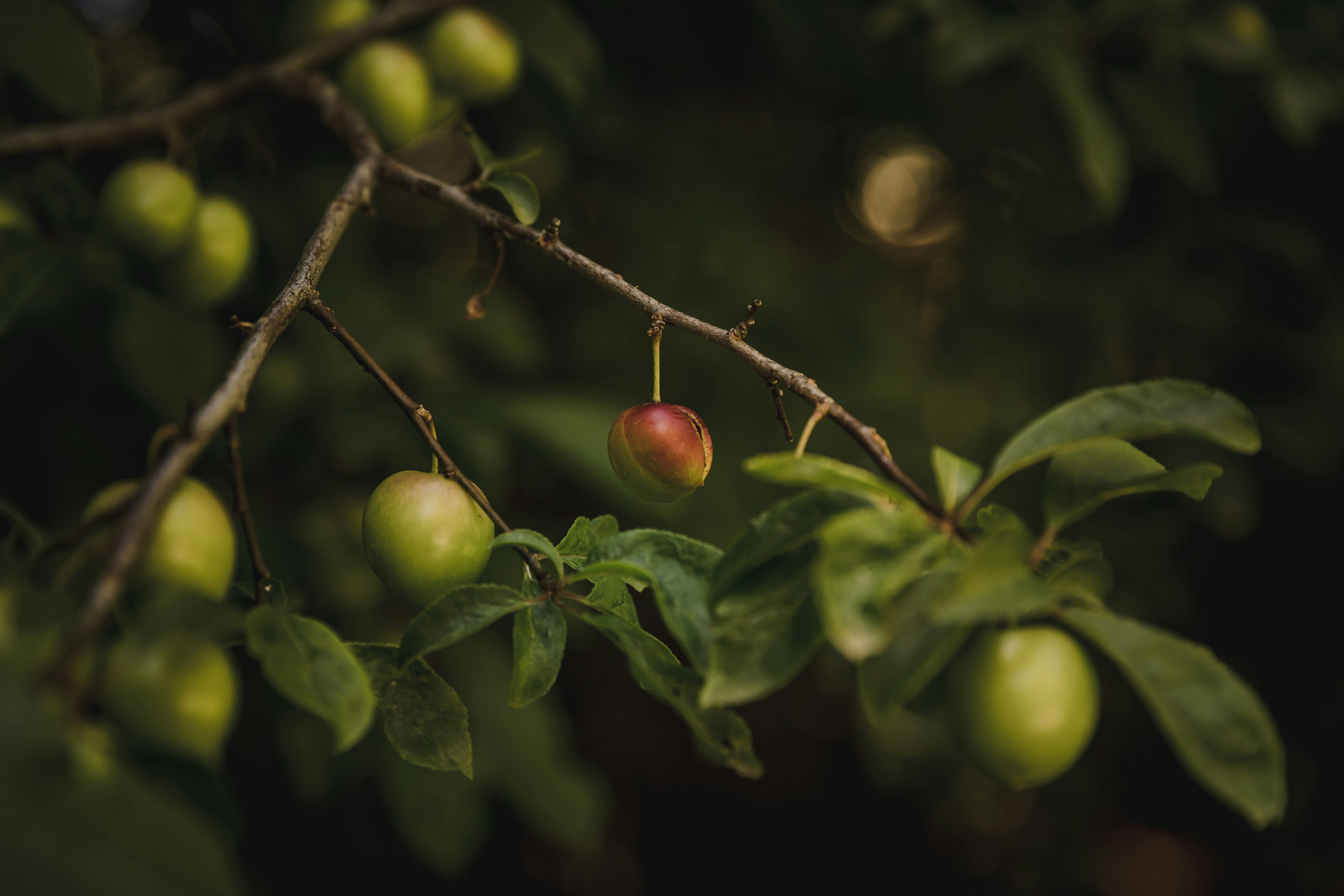 Un arbre avec des fruits dessus photo – Photo Plante Gratuite sur Unsplash