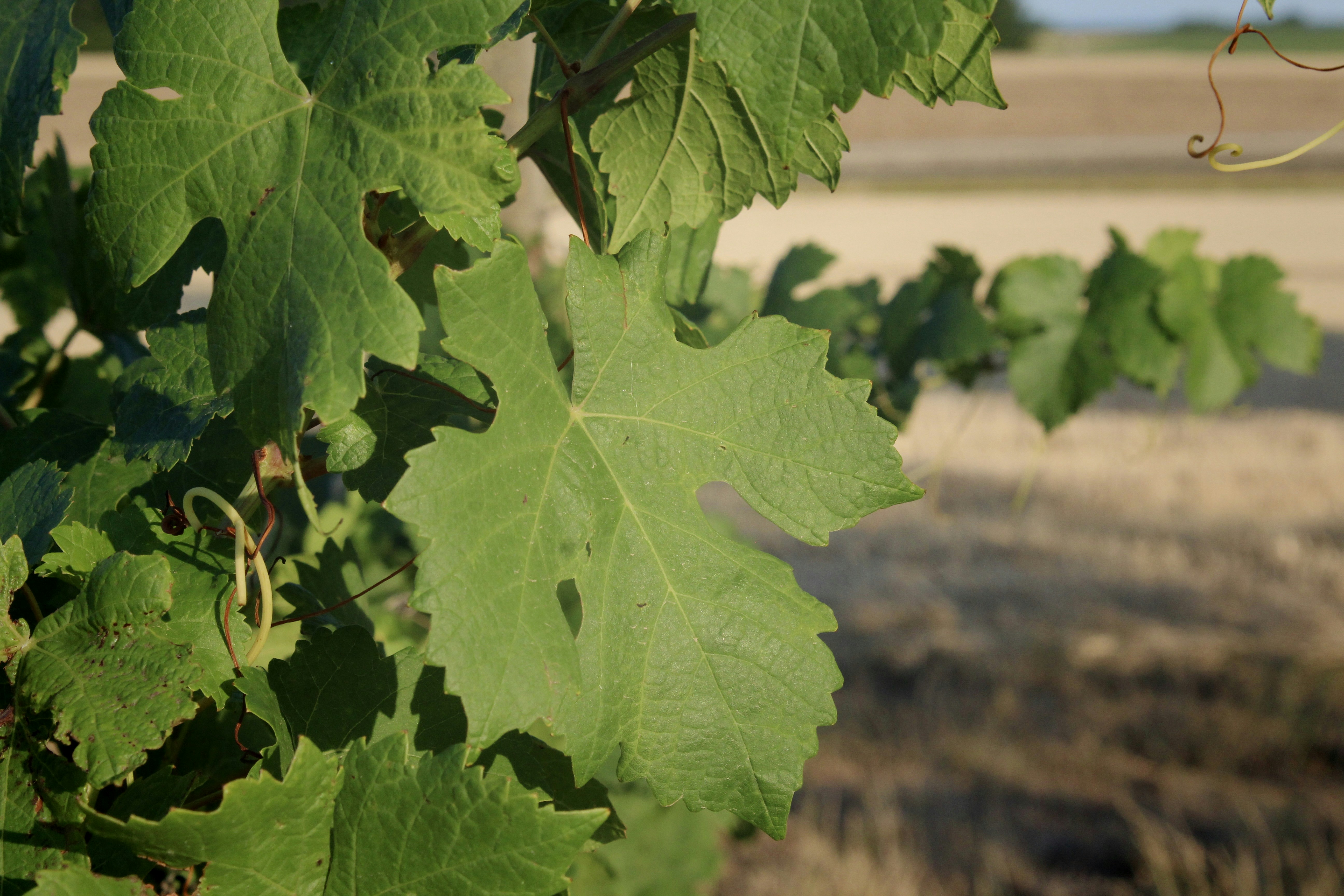 Photo by Czapp Botond with Canon EOS 1200D