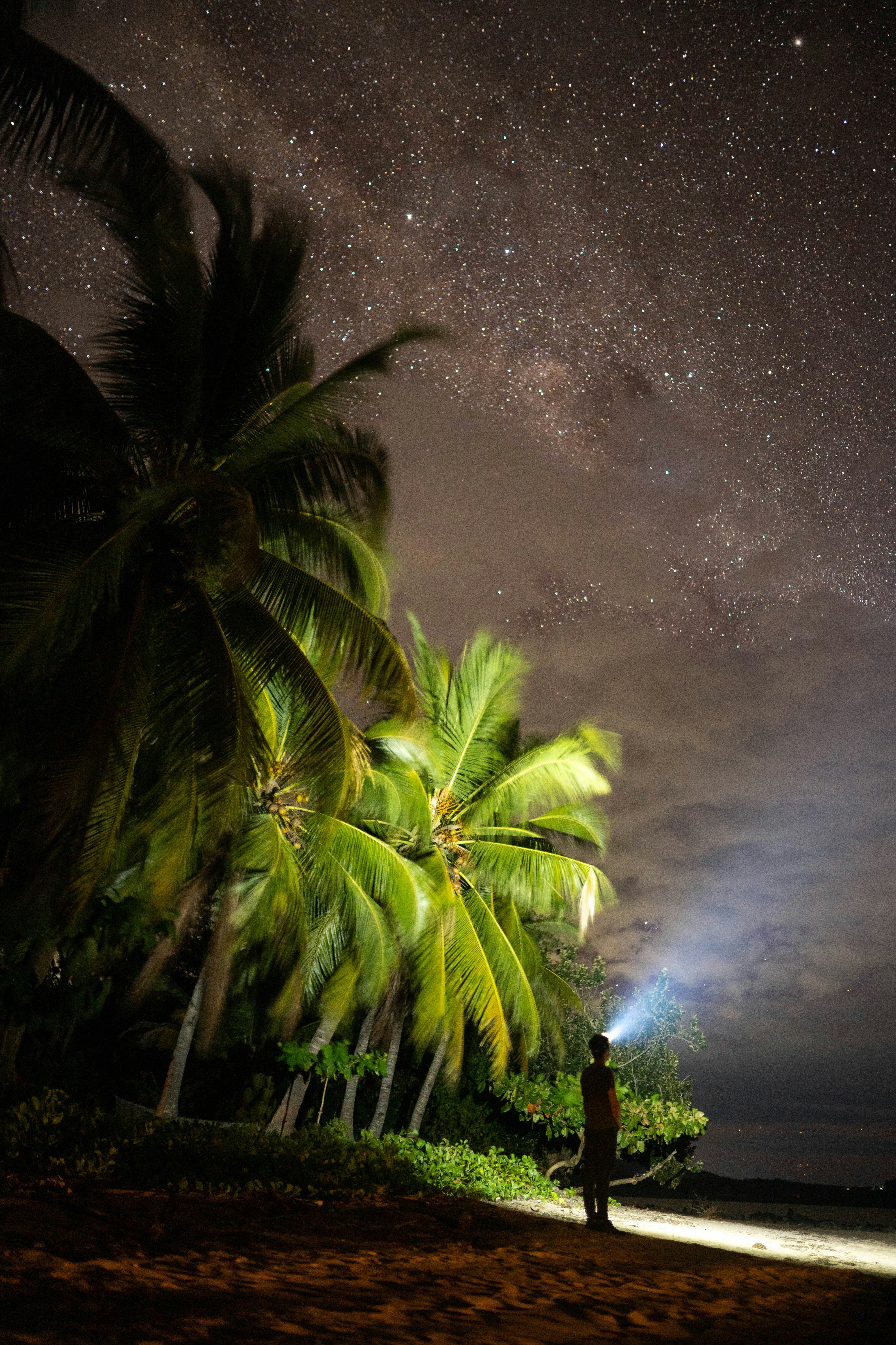 Milky Way Over Palm Canopy: A Lone Beacon on the Night Shore