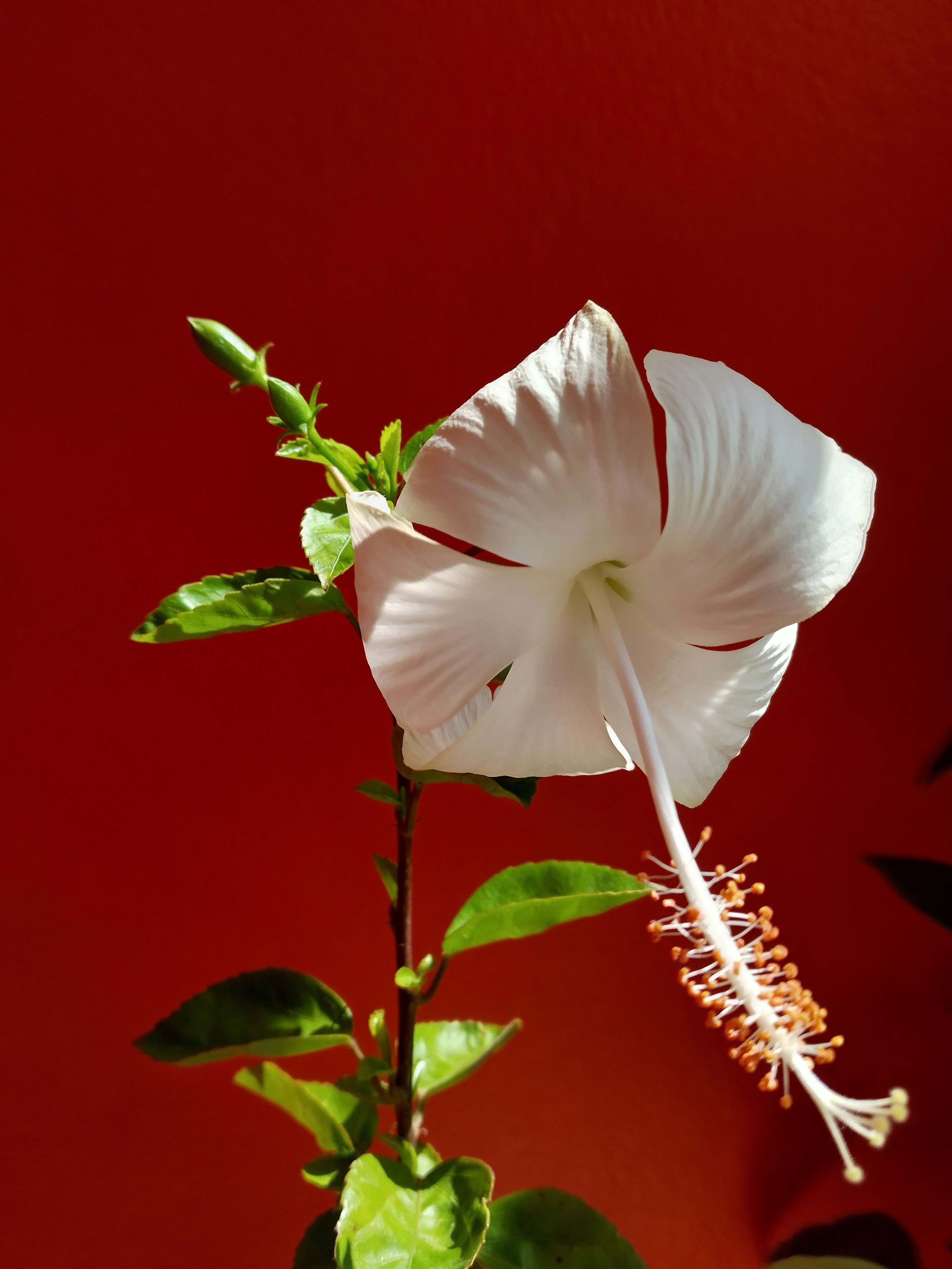 NIL RATAN BAGCHI (@bagchi) | Unsplash Photo Community