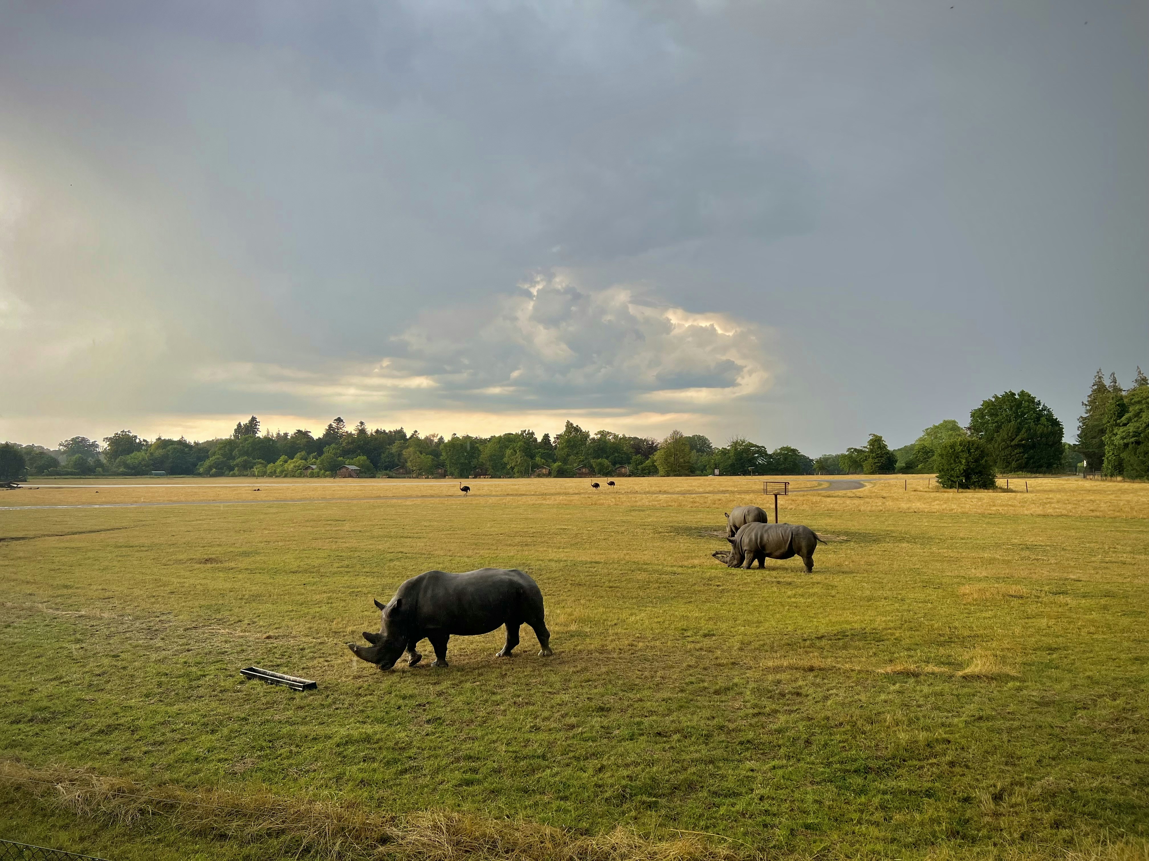 A group of animals stand in a grassy field photo – Free Knuthenborg ...