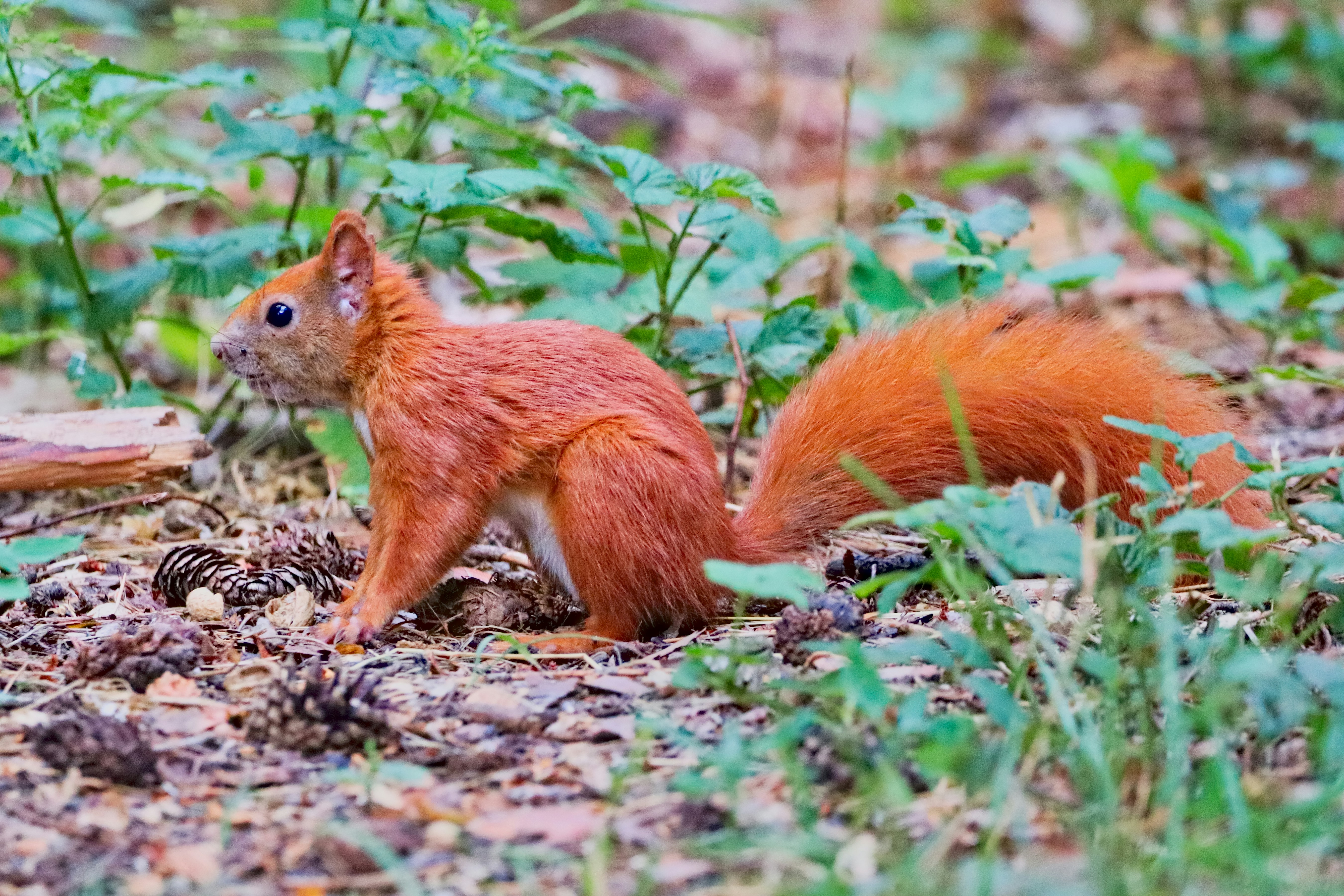 Foto Una ardilla parada en el suelo – Imagen Animal gratis en Unsplash