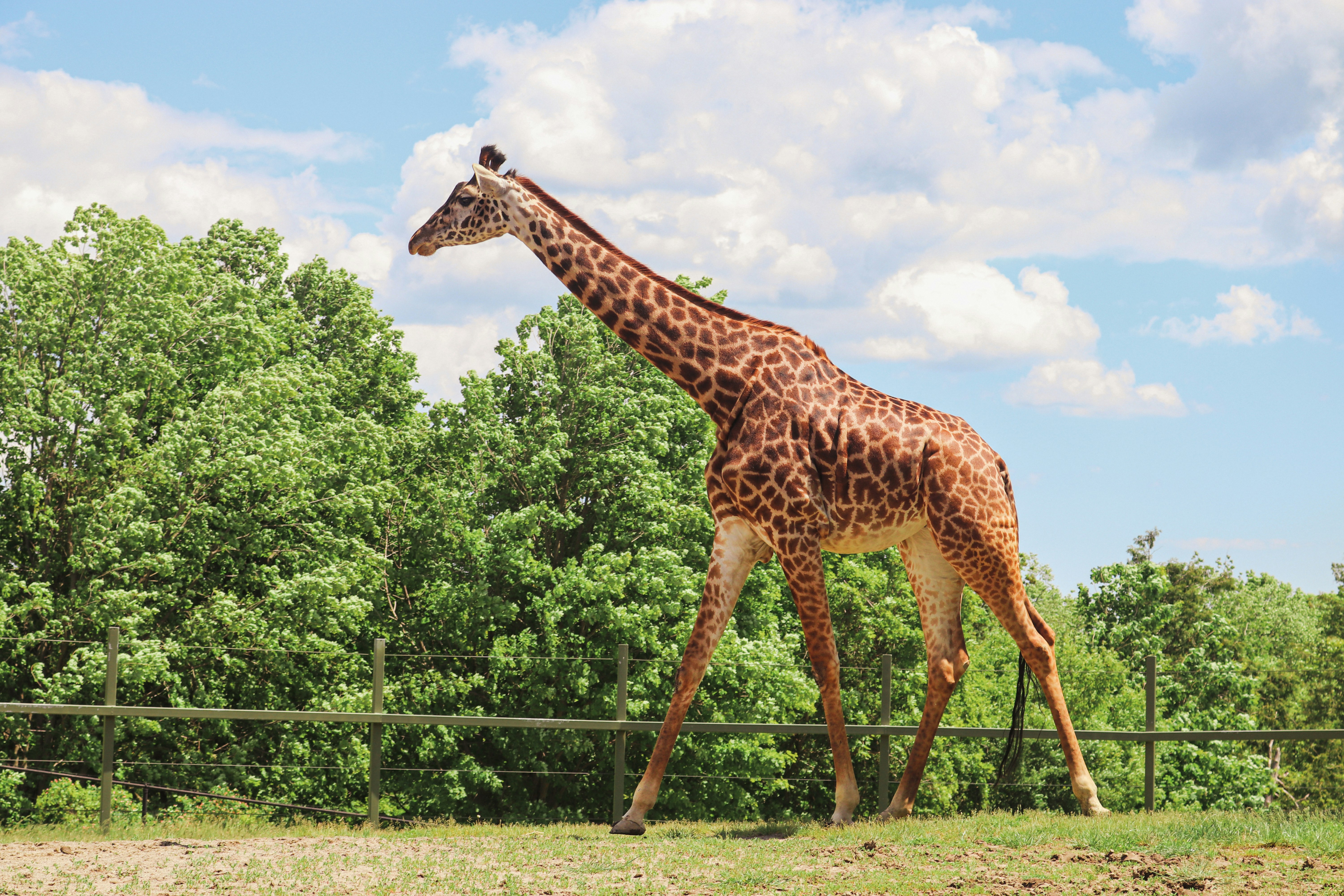 Toronto Zoo Exhibits