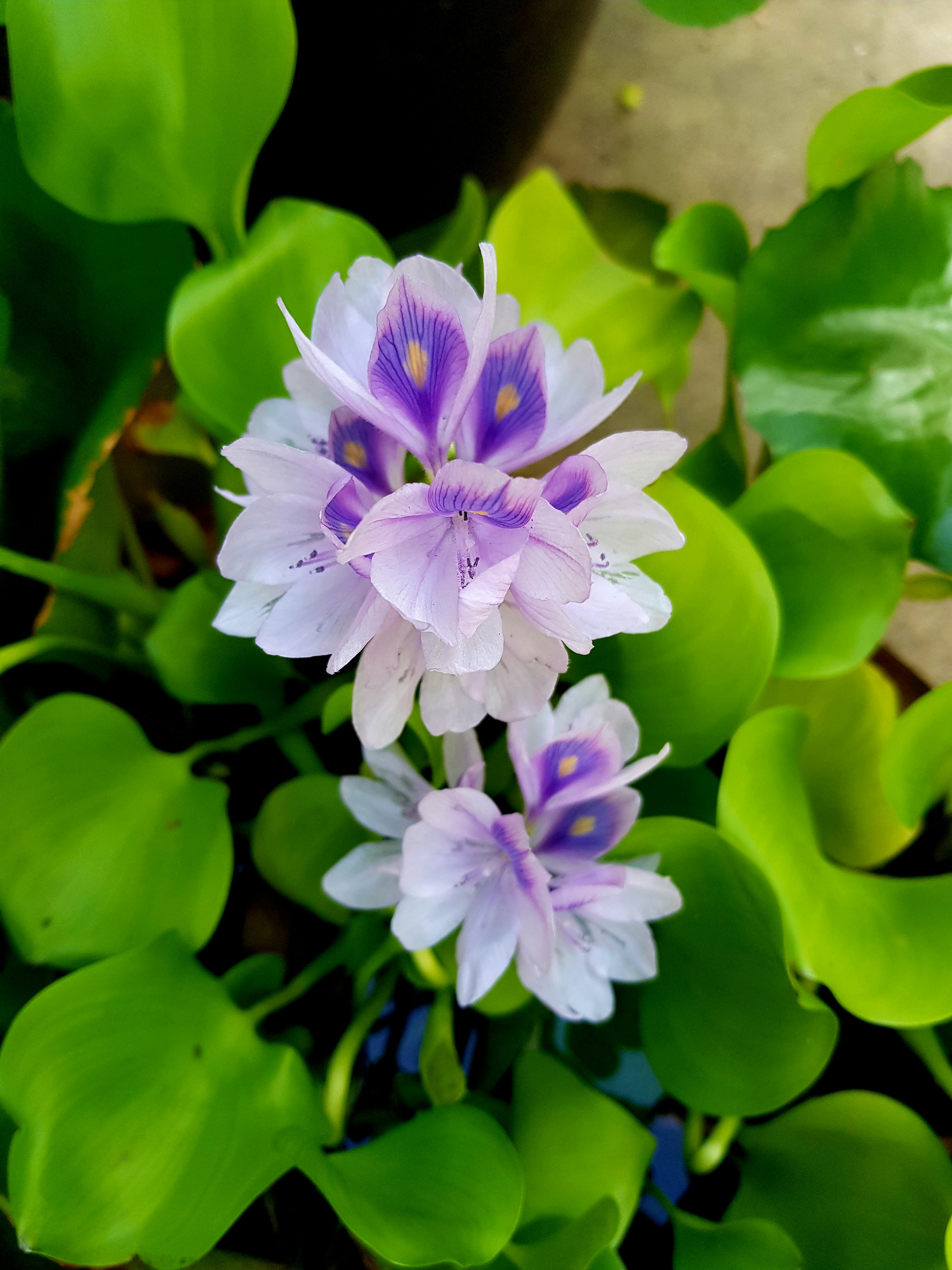 Two-Toned Lavender Bloom Emerges from a Carpet of Green Leaves