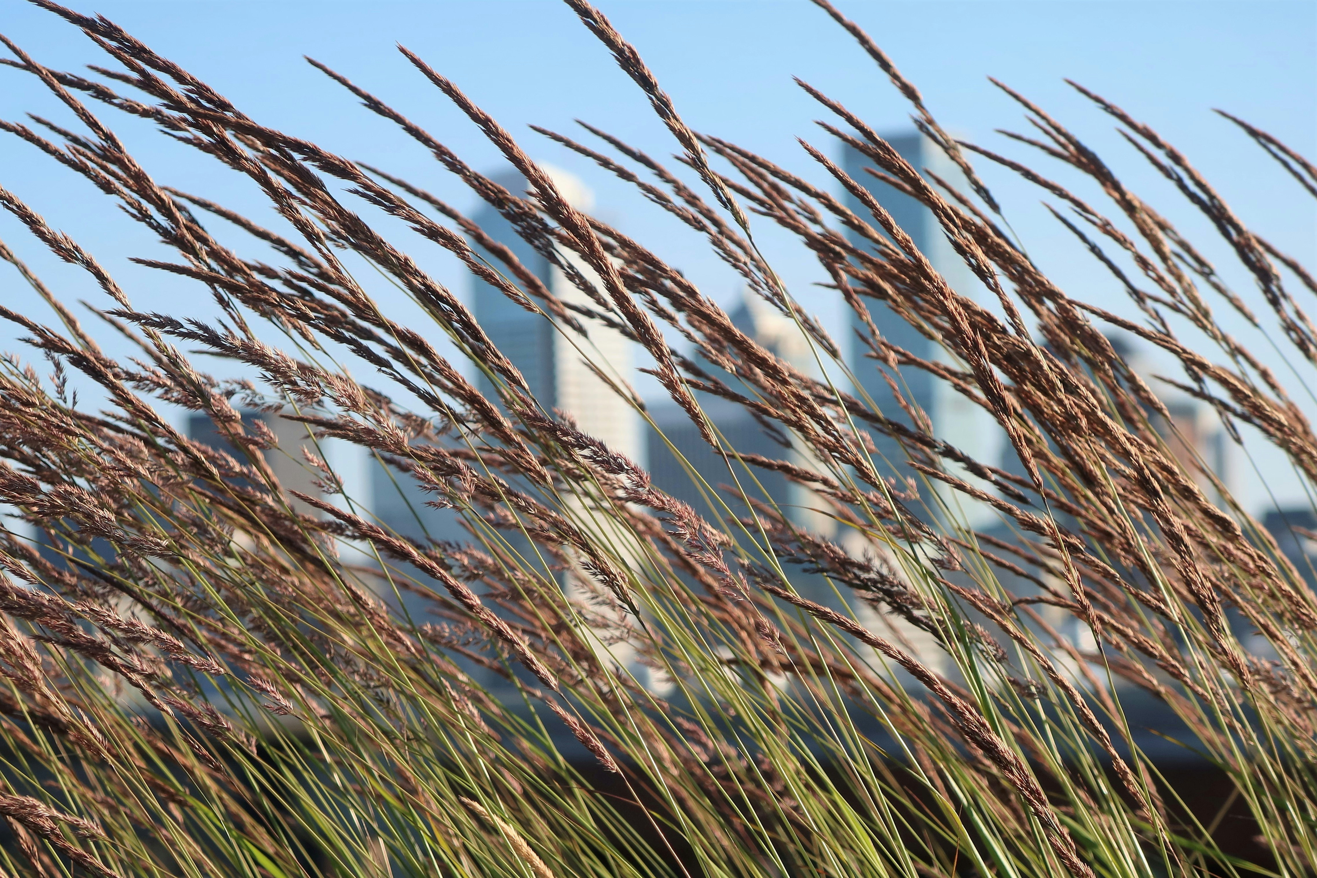 Wind-Threaded Grasses Framing a Distant Skyline
