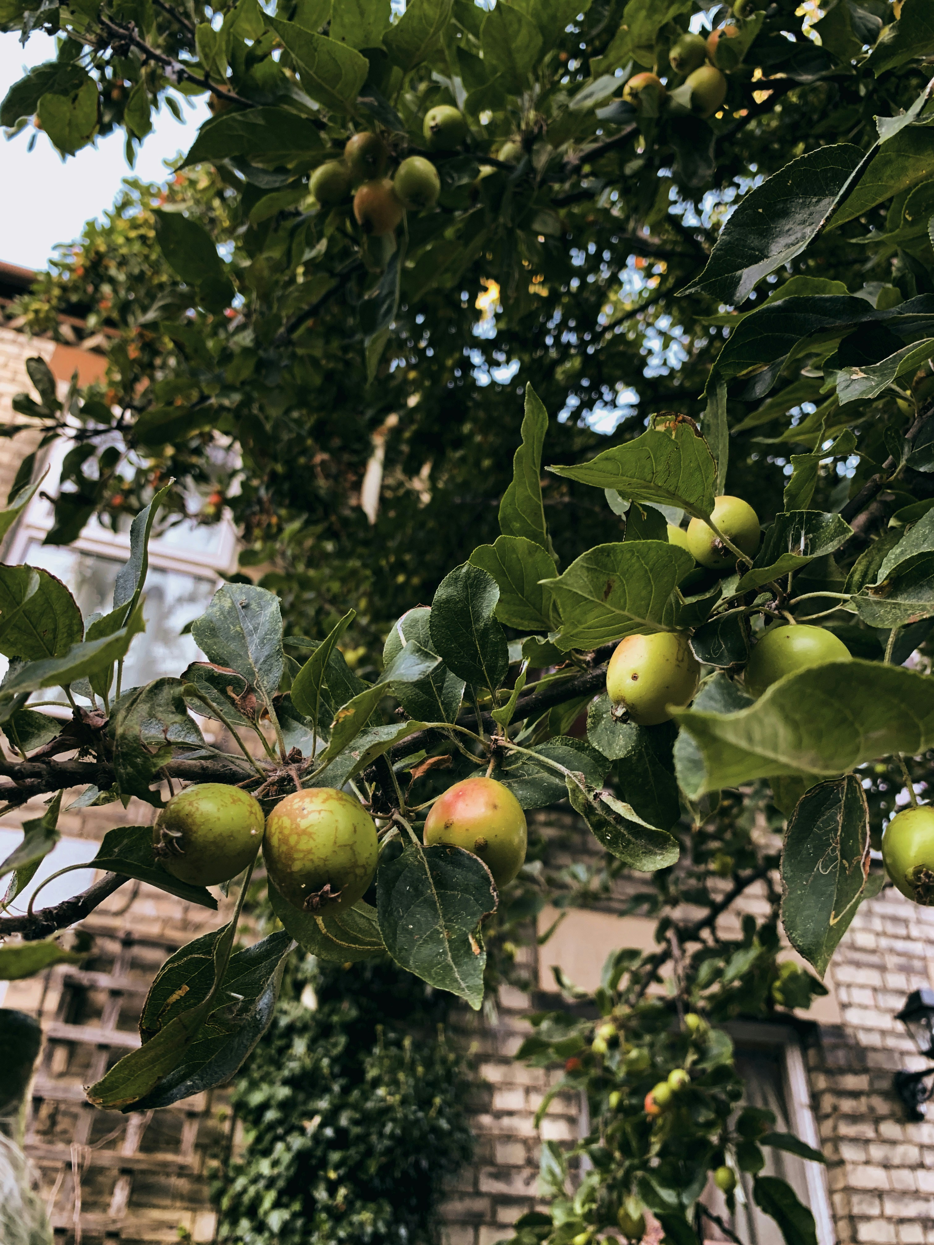 Un arbre aux fruits verts photo – Photo Royaume-Uni Gratuite sur Unsplash
