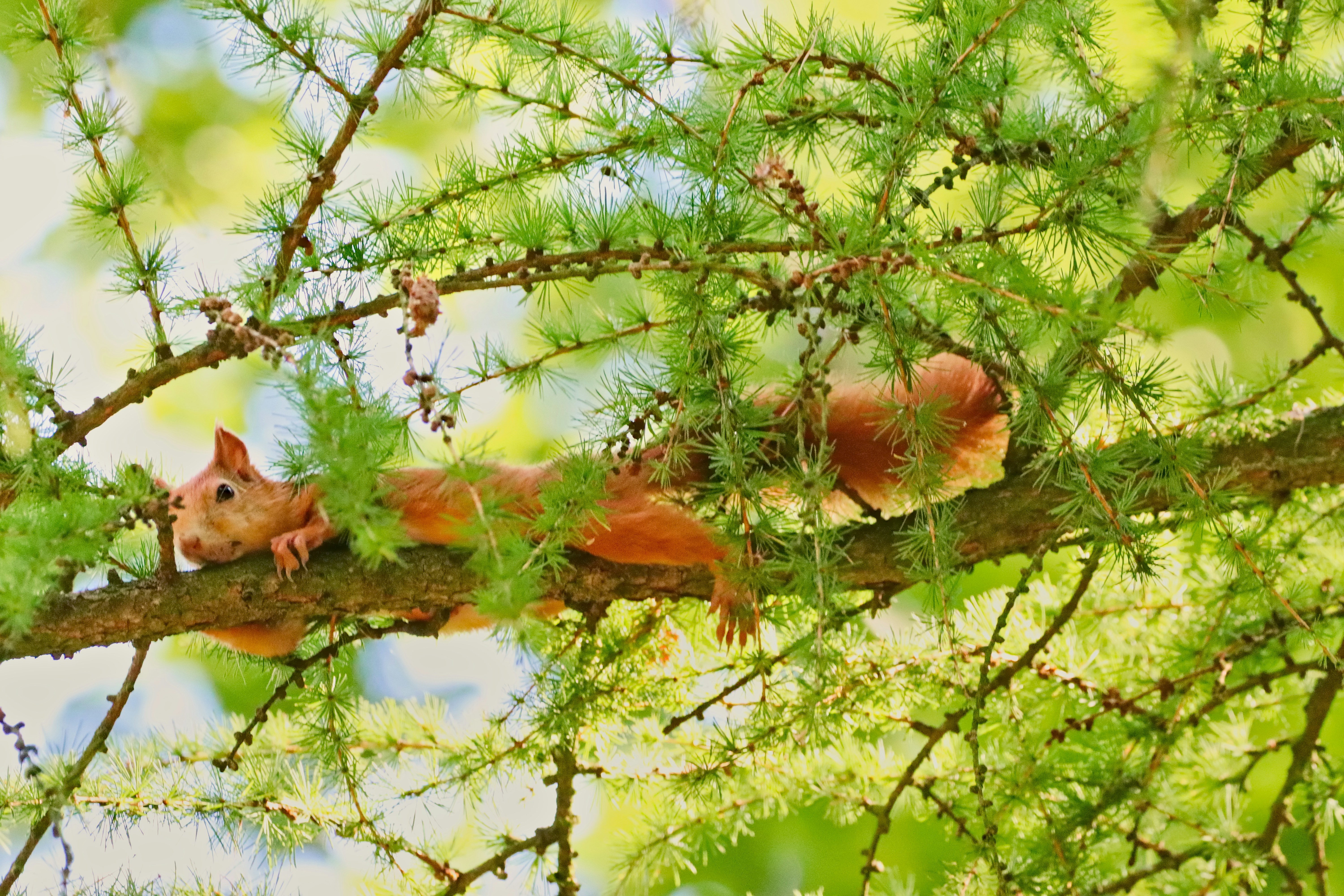 A red squirrel lounging on a branch, surrounded by lush green foliage. The sunlight filters through the leaves, enhancing the scene's tranquility.