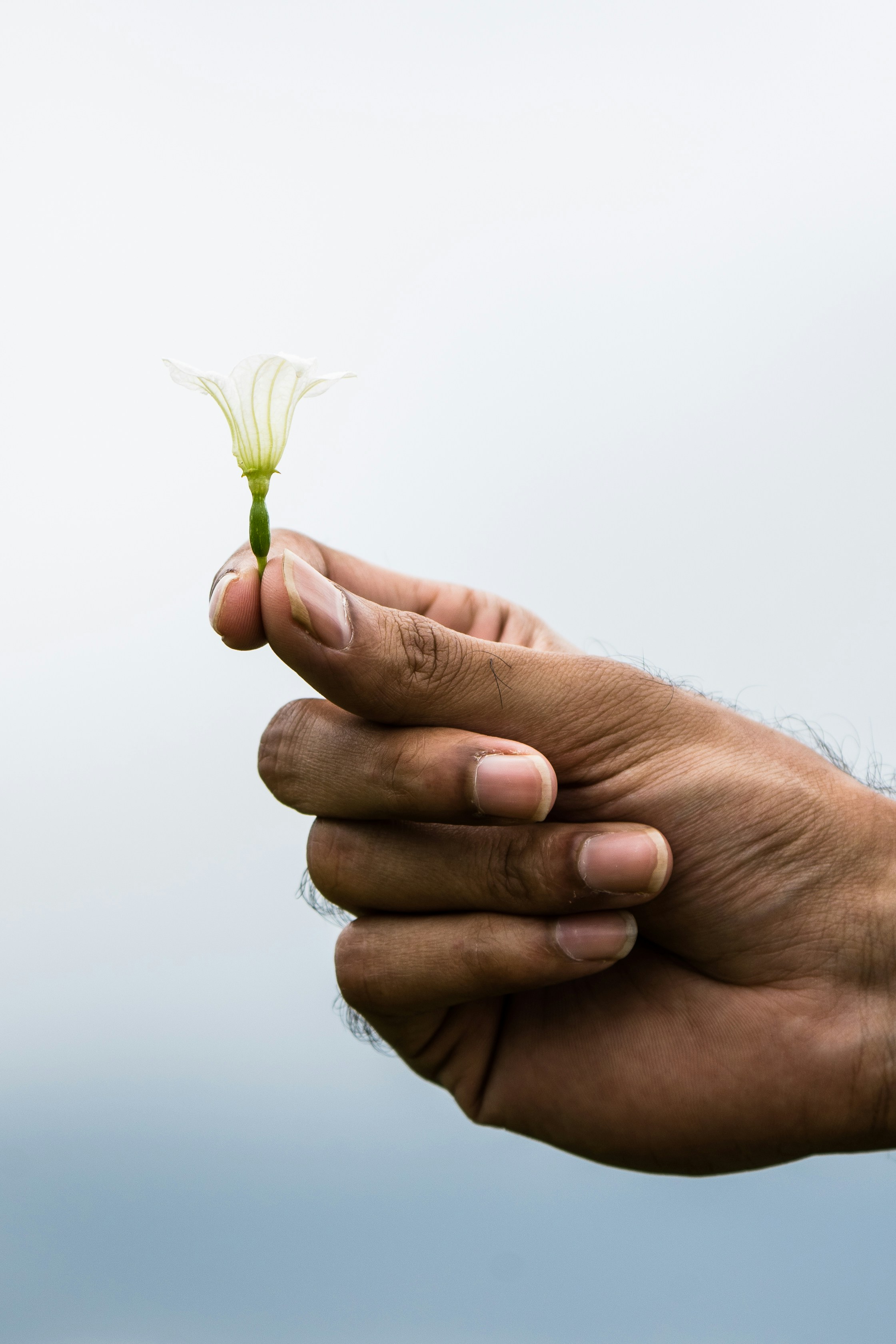 A hand holding a flower photo – Free India Image on Unsplash