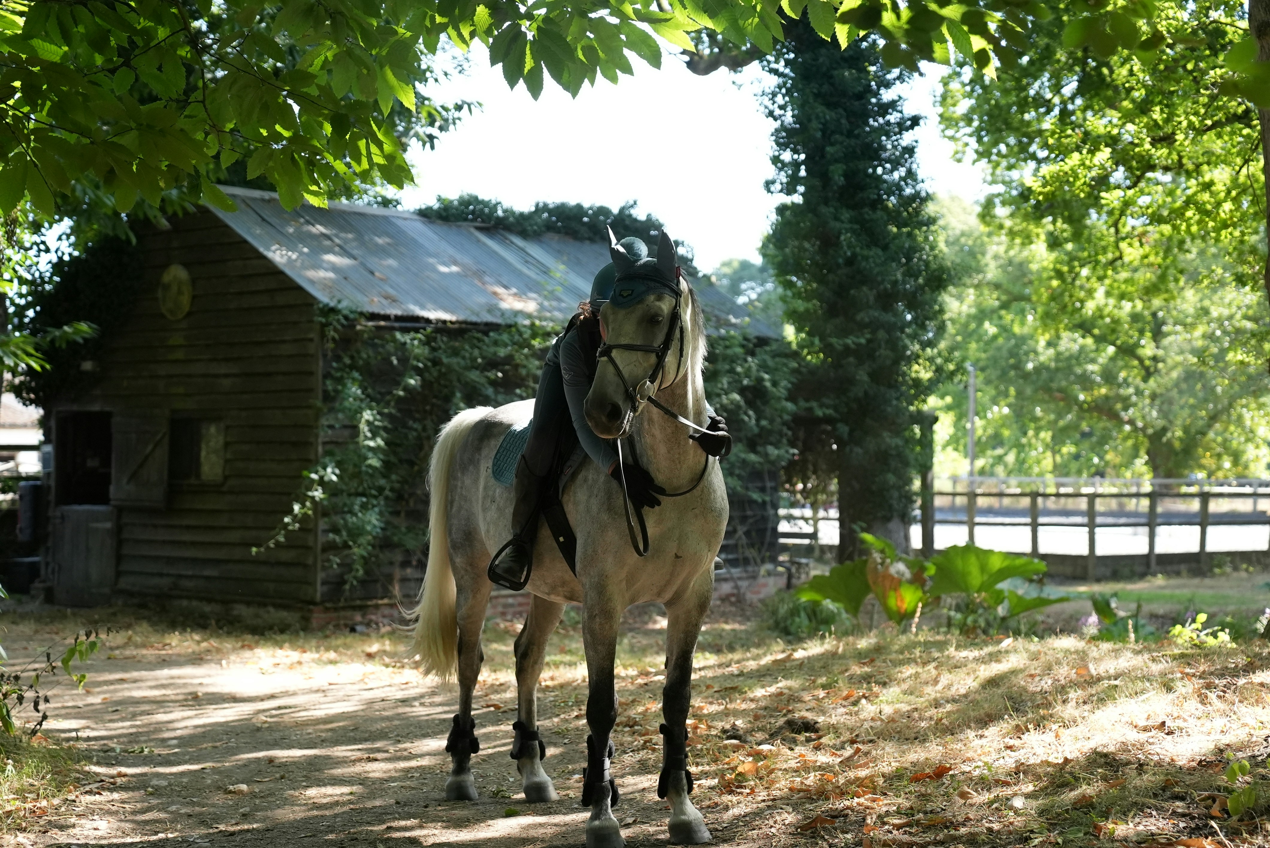 Sunlit Quiet: Palomino and Rider on a Shaded Farm Path