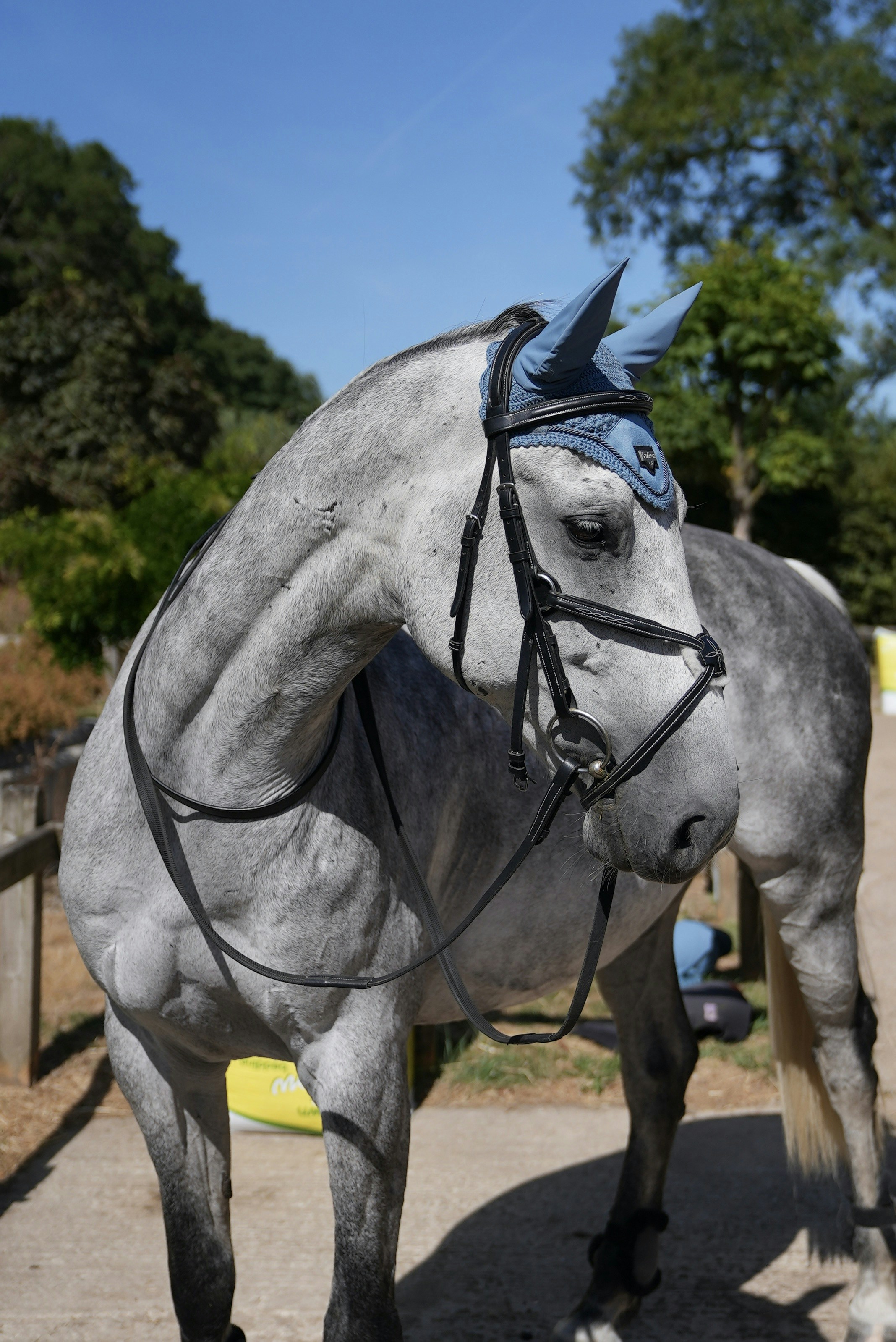 Cerulean Fly Veil on a Sunlit Gray Horse: Close-Up Portrait in the Stableyard