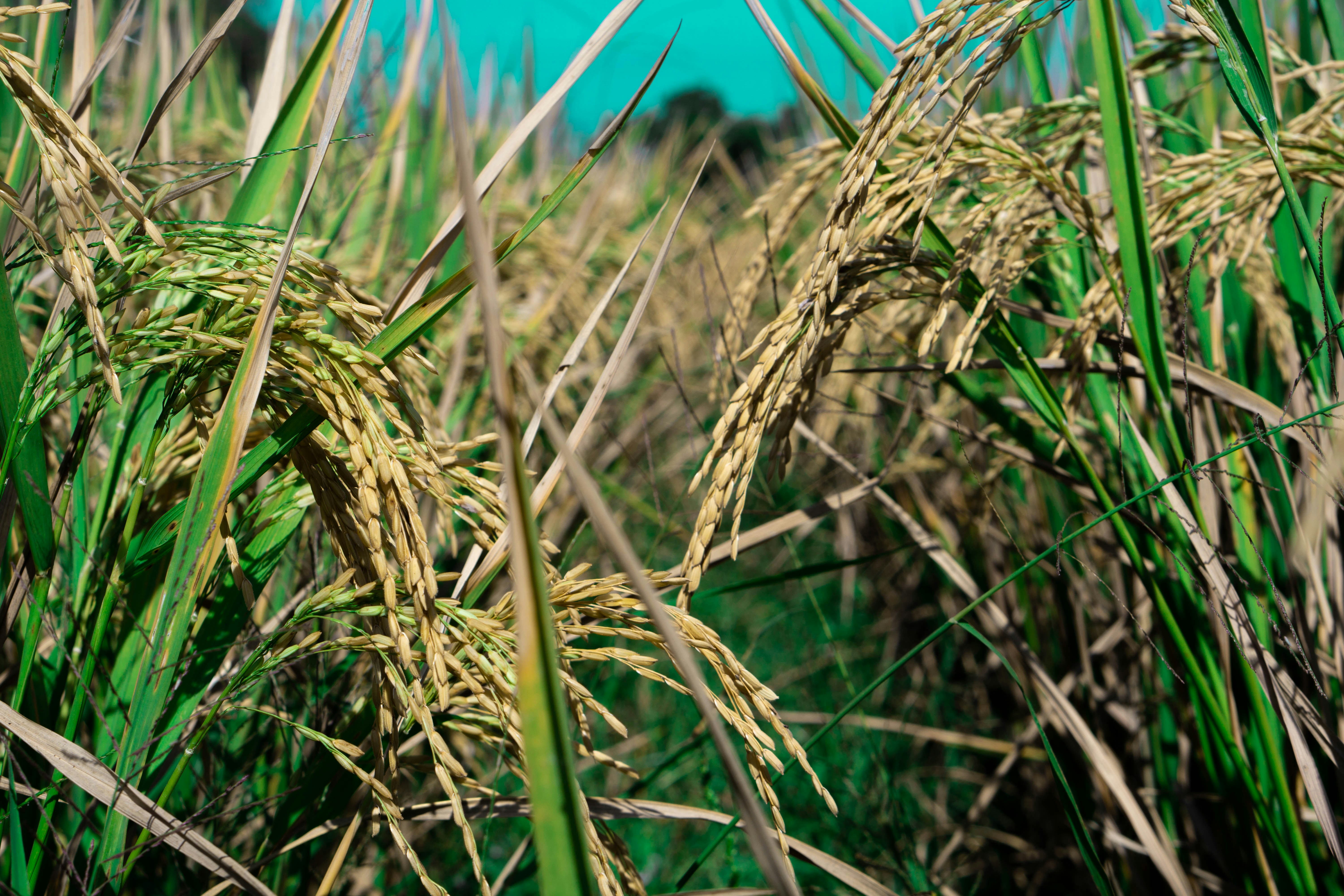 Close-up of ripe rice grains swaying gently among vibrant green stalks in a field.