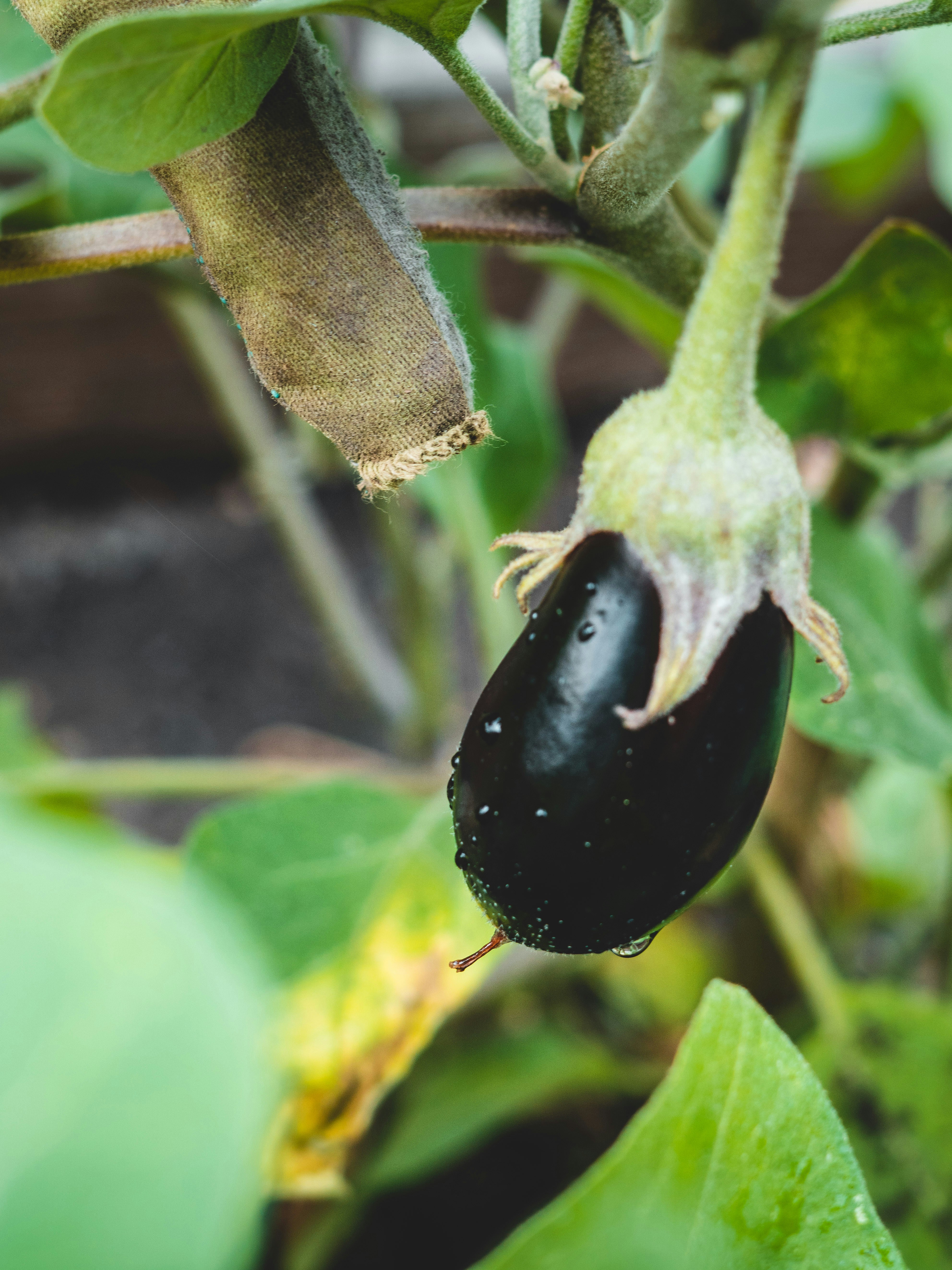 Glossy Nightshade Jewel: Close-Up of a Ripening Eggplant Amid Greenery