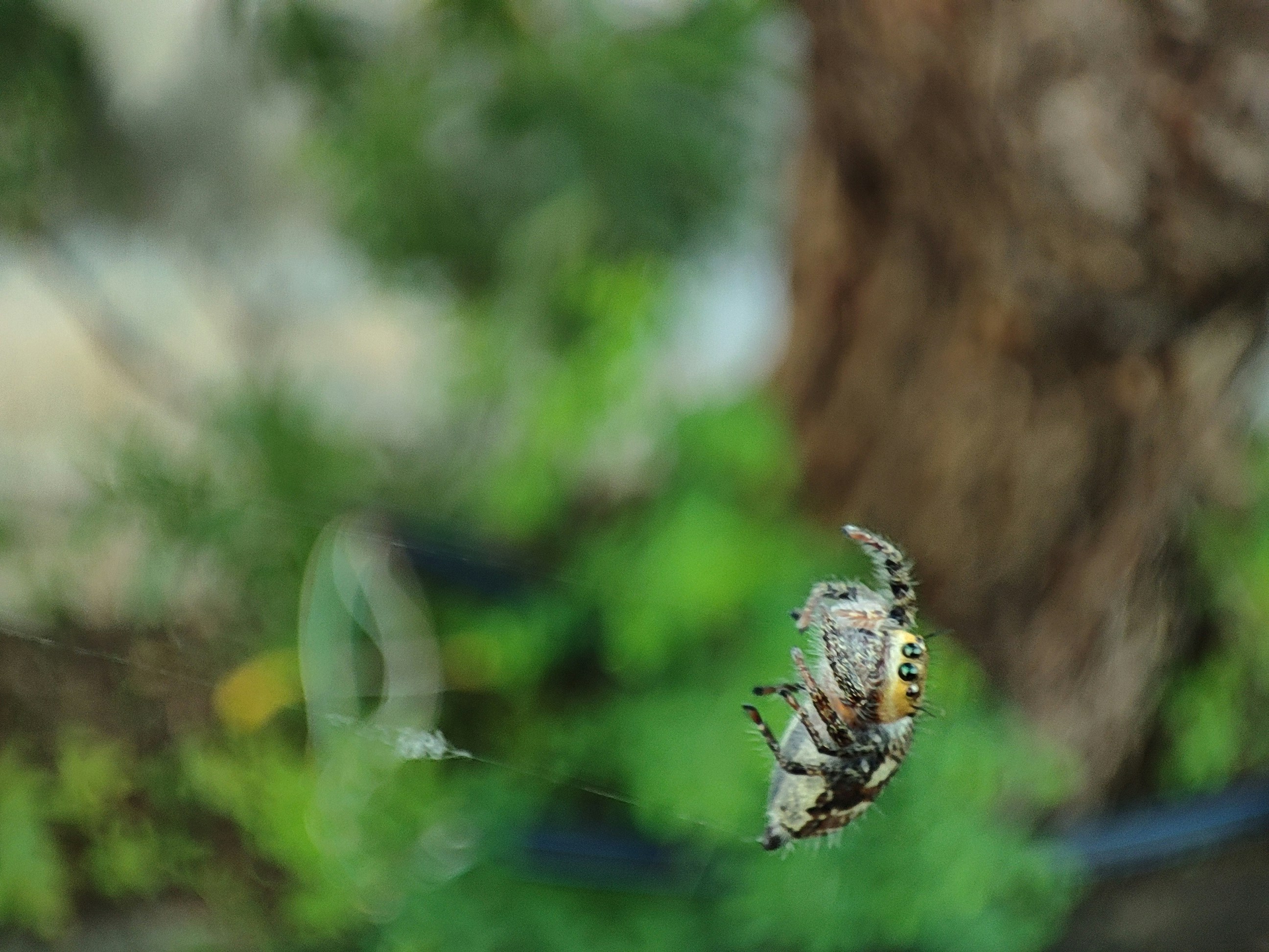 Hovering Prism: A Spidery Jump on a Garden Stage