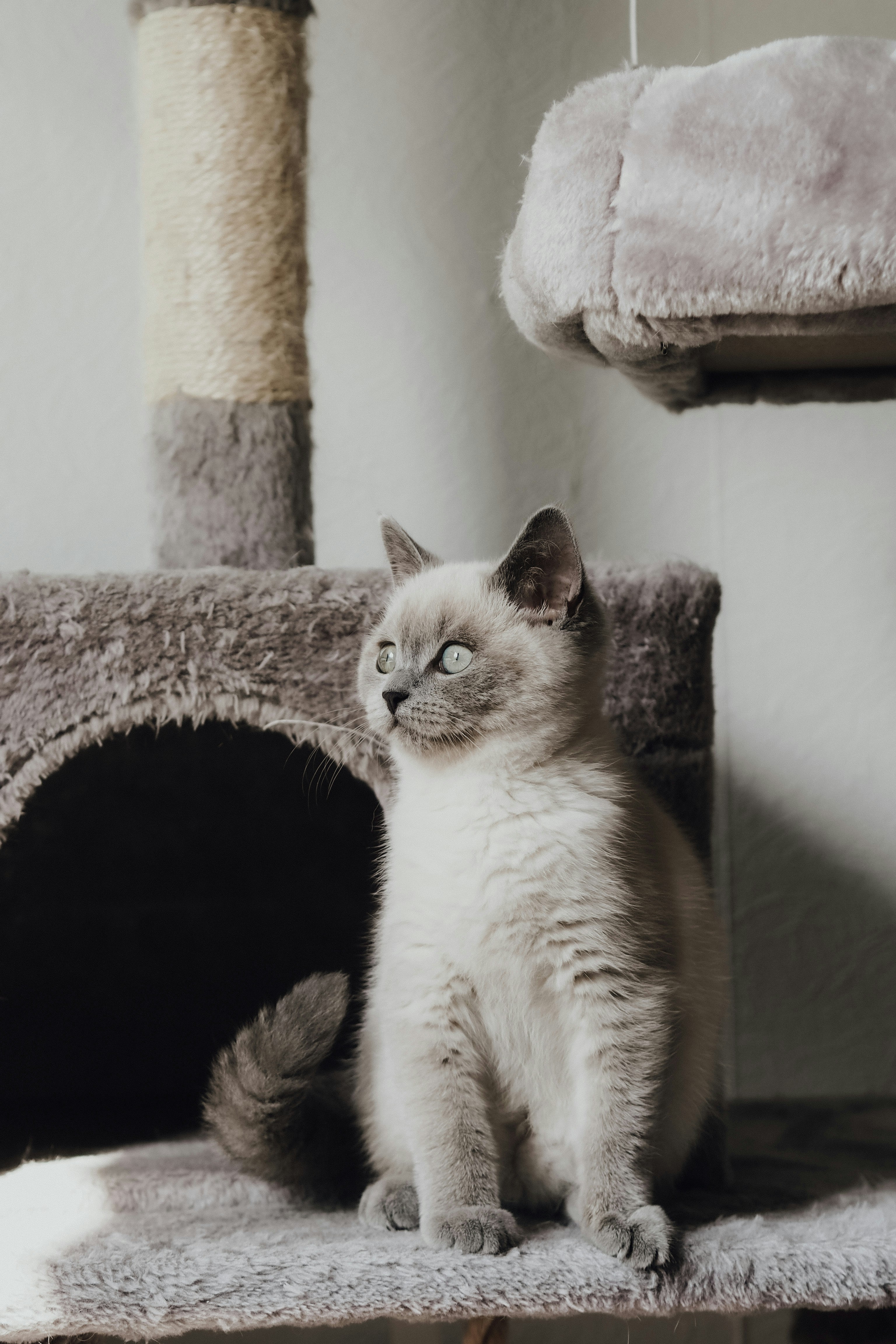 beautiful view. | a cat sitting on a cat tree