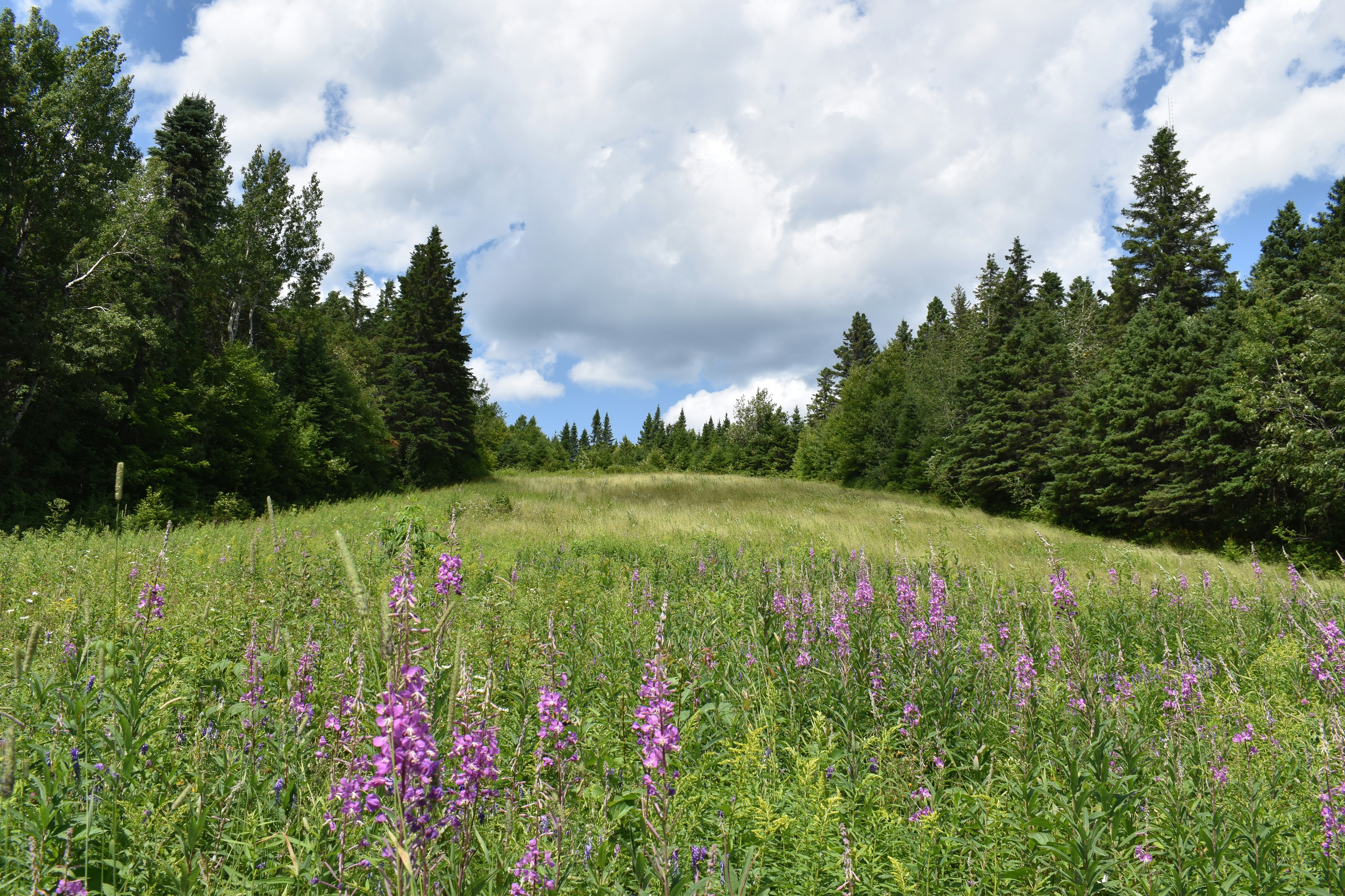 The recreation ground in summer, Sainte-Apolline, Québec, Canada