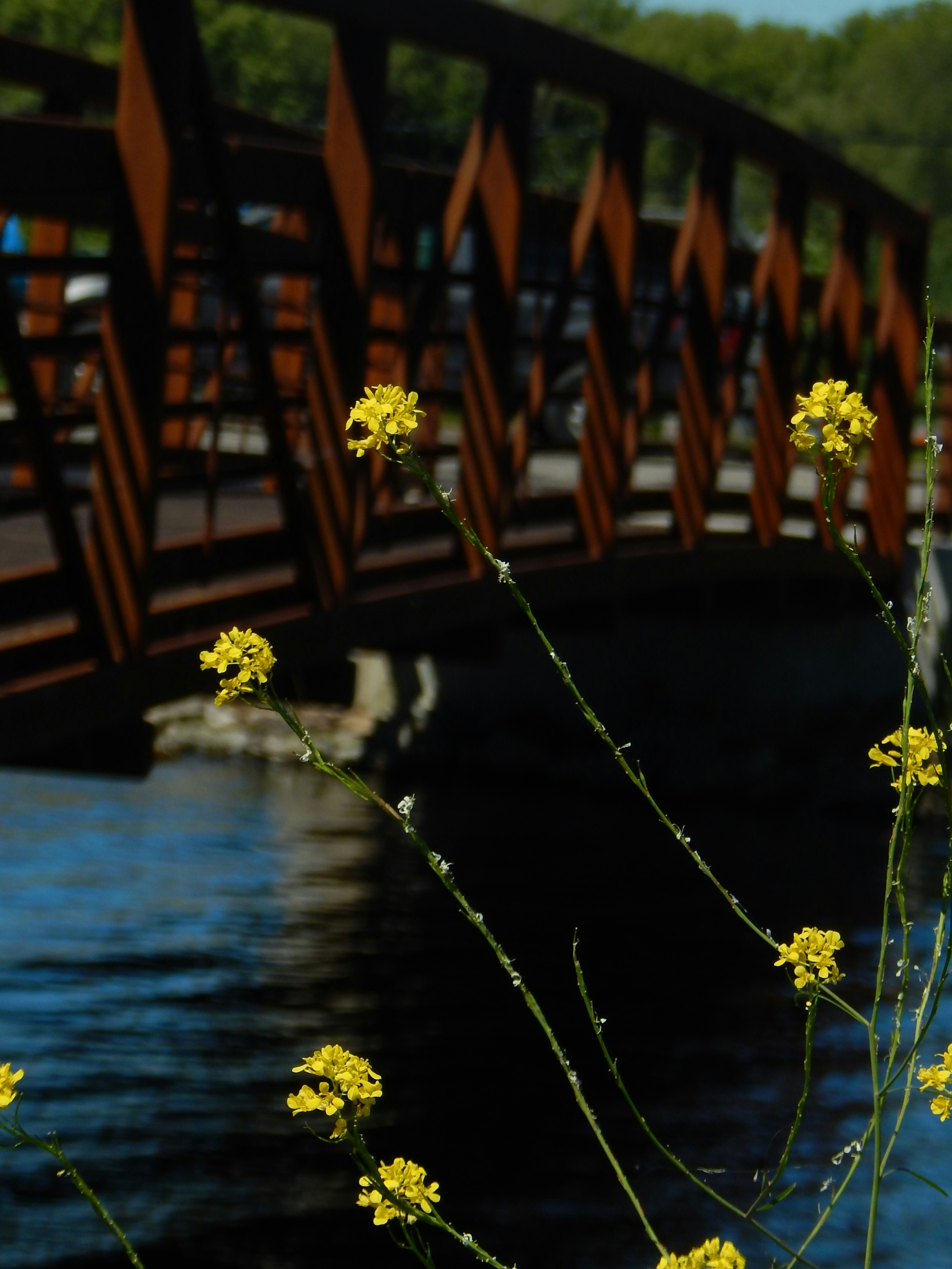 Golden Blooms Framing a Rust Bridge Over a Quiet River