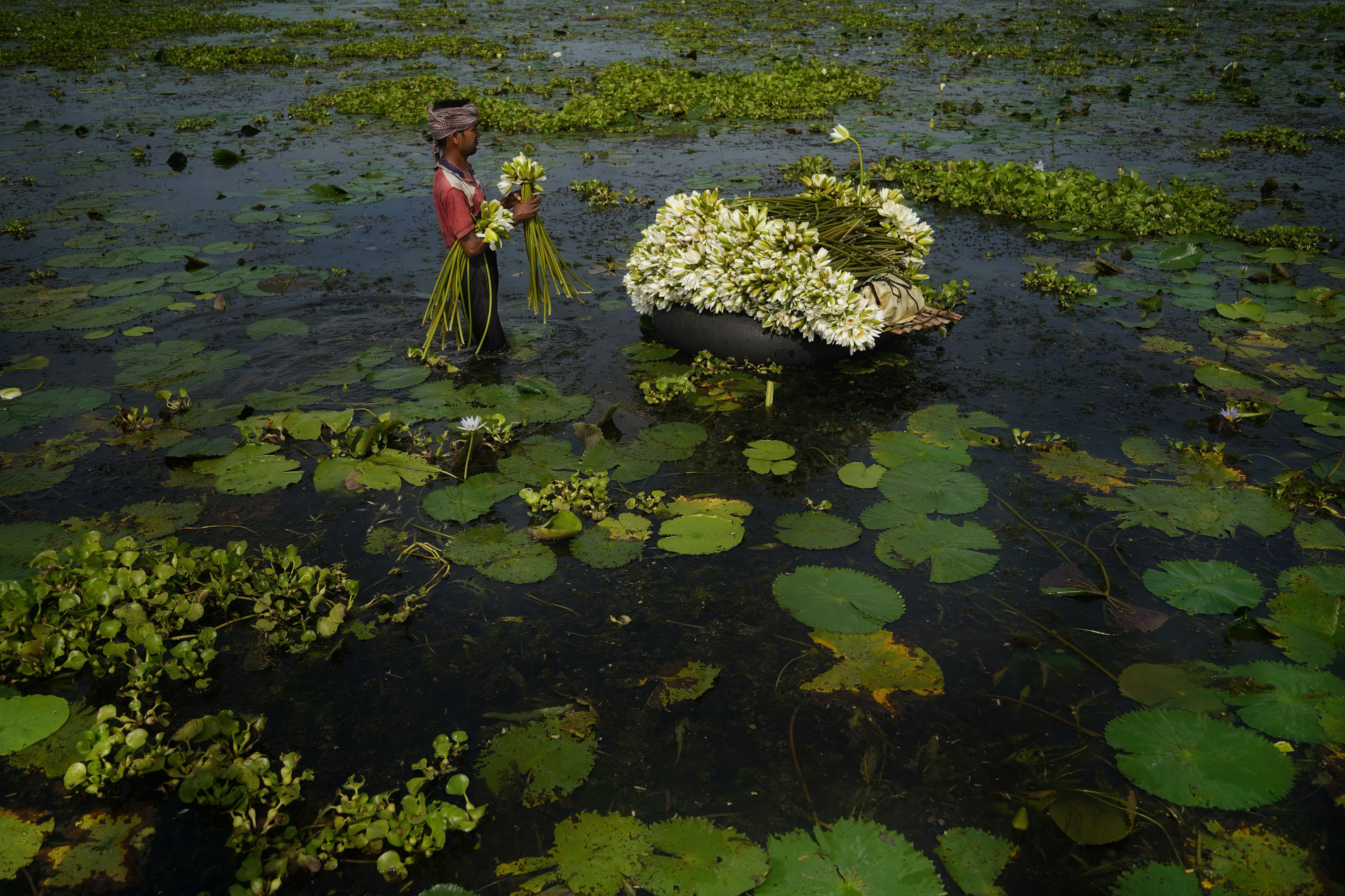 Floating Harvest: A Vendor in a Lotus-Patched Lagoon