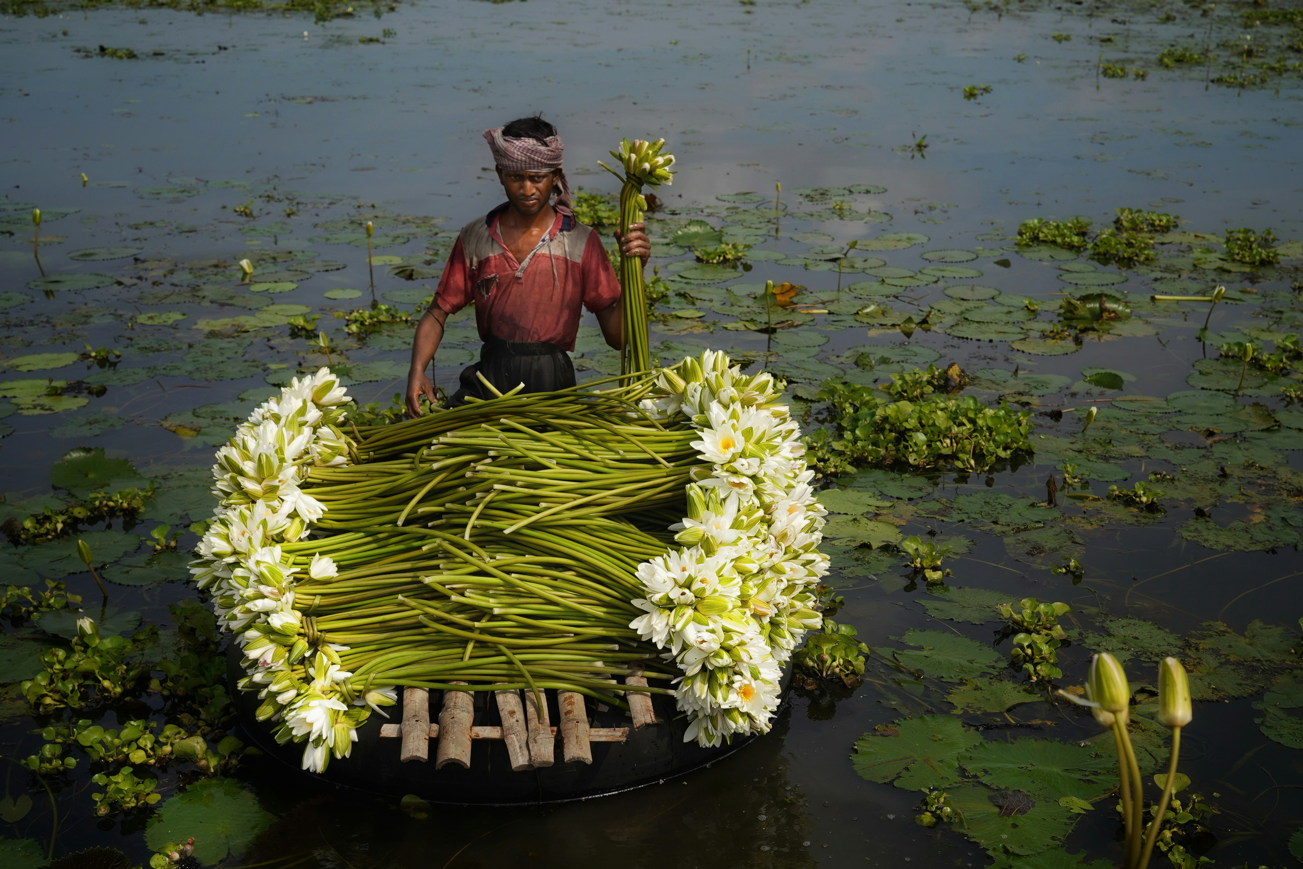 Floating Florals: A Lily-Pad Vendor Frames a Circular Ring of White Lotus Blooms