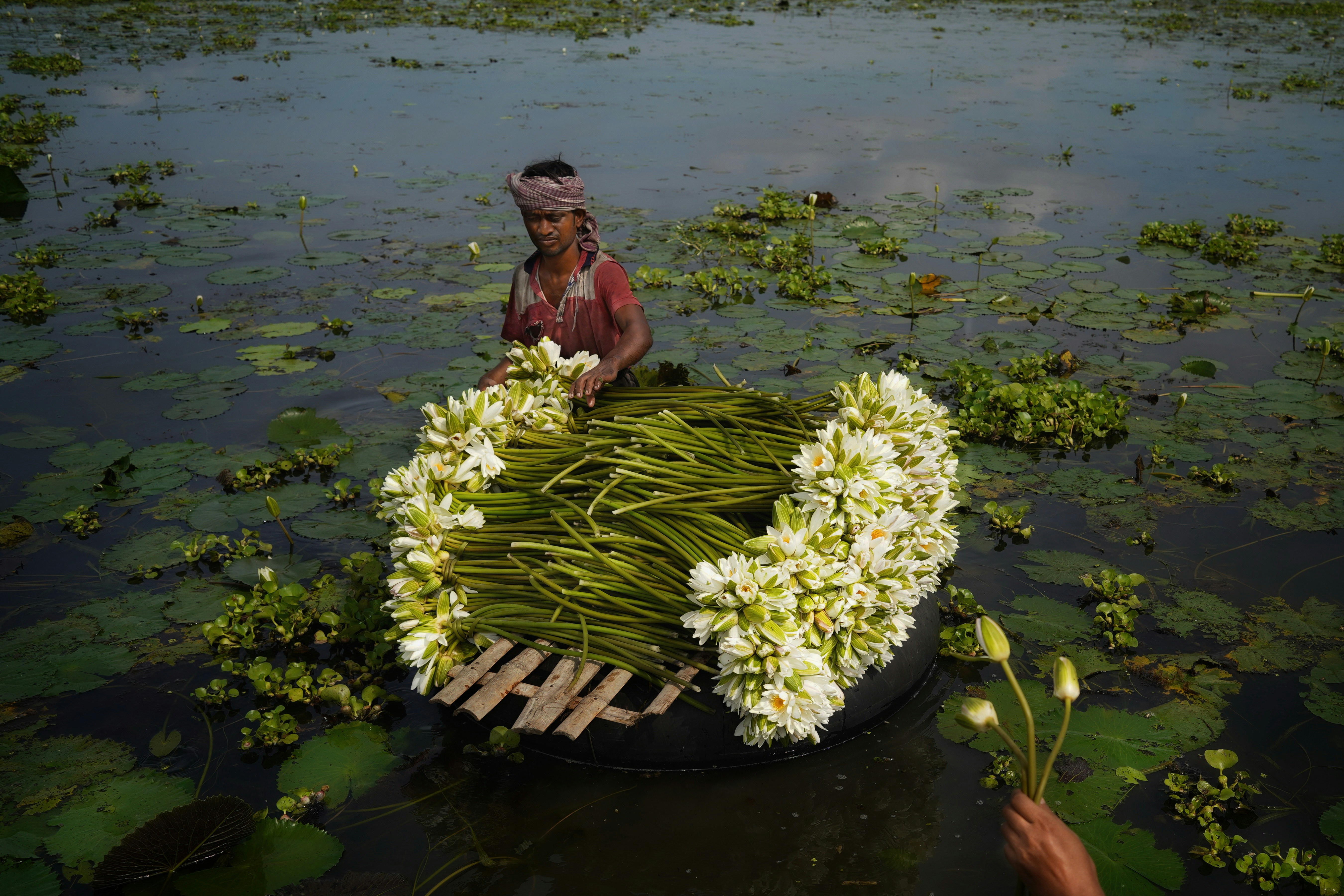 The Lily Ring Portrait: A Figure Within a Circle of White Blooms on a Quiet Pond